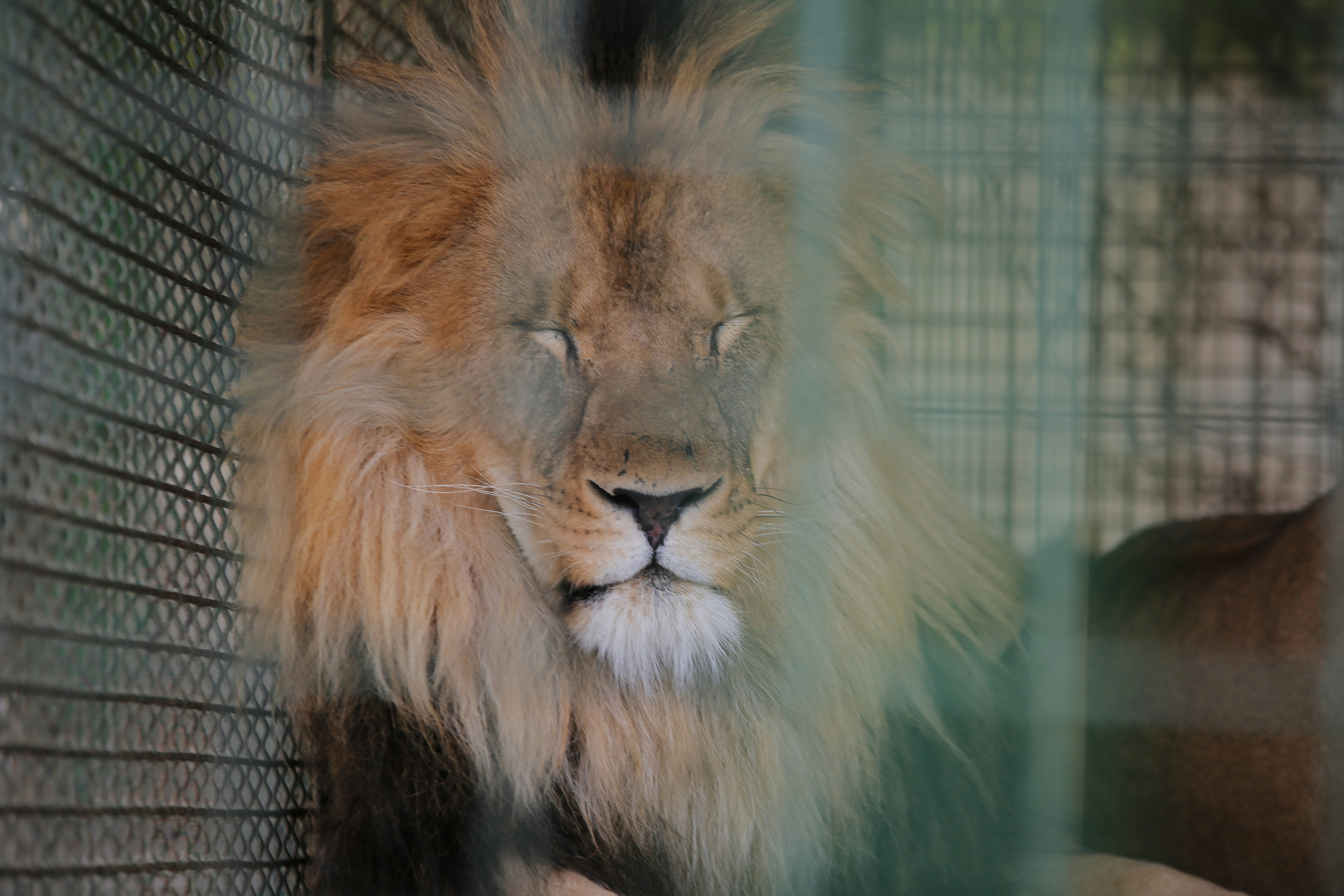 A close up of a lion behind a fence photo – Free Art Image on Unsplash
