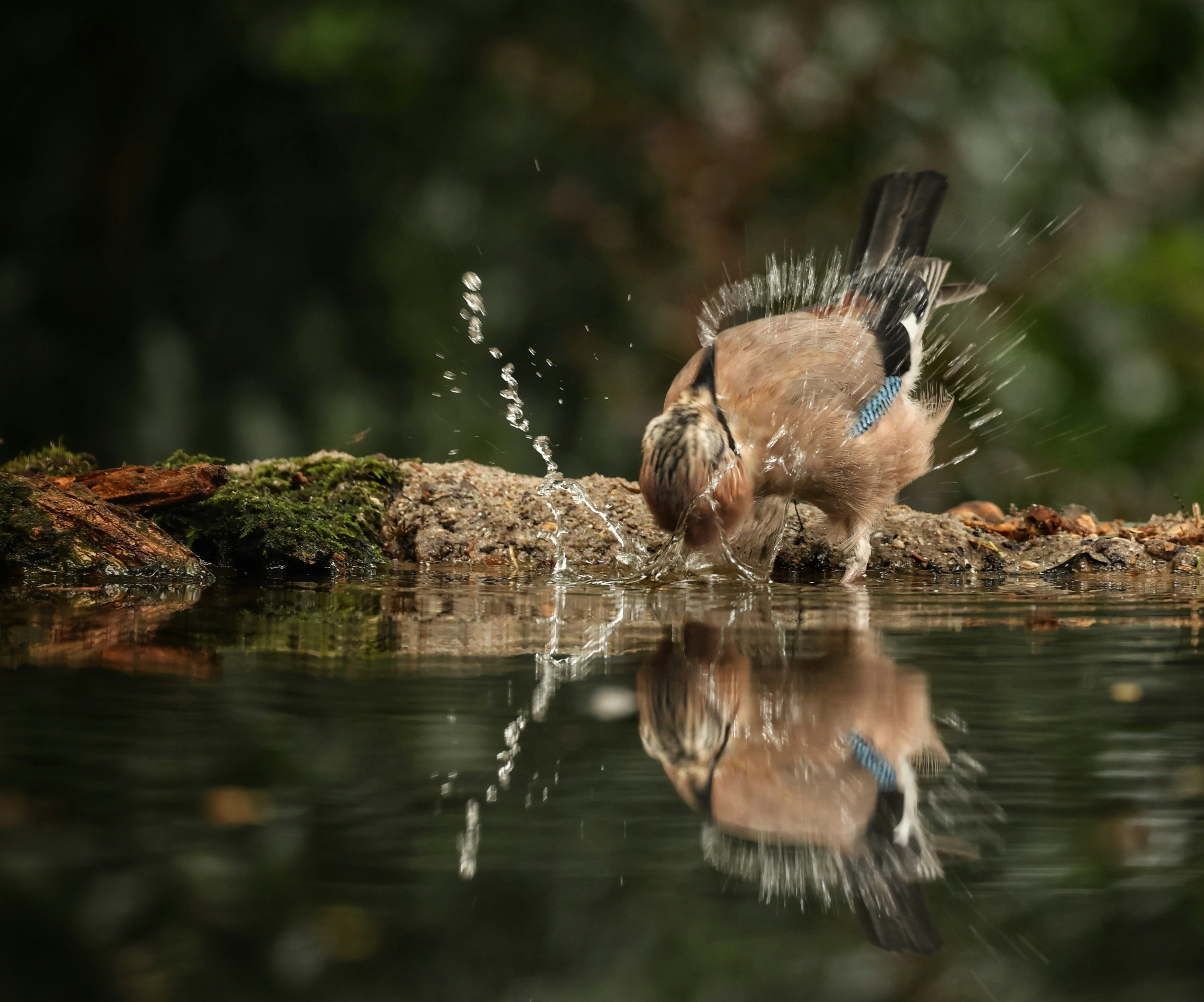 A bird splashing water onto a body of water photo – Free Birds Image on ...