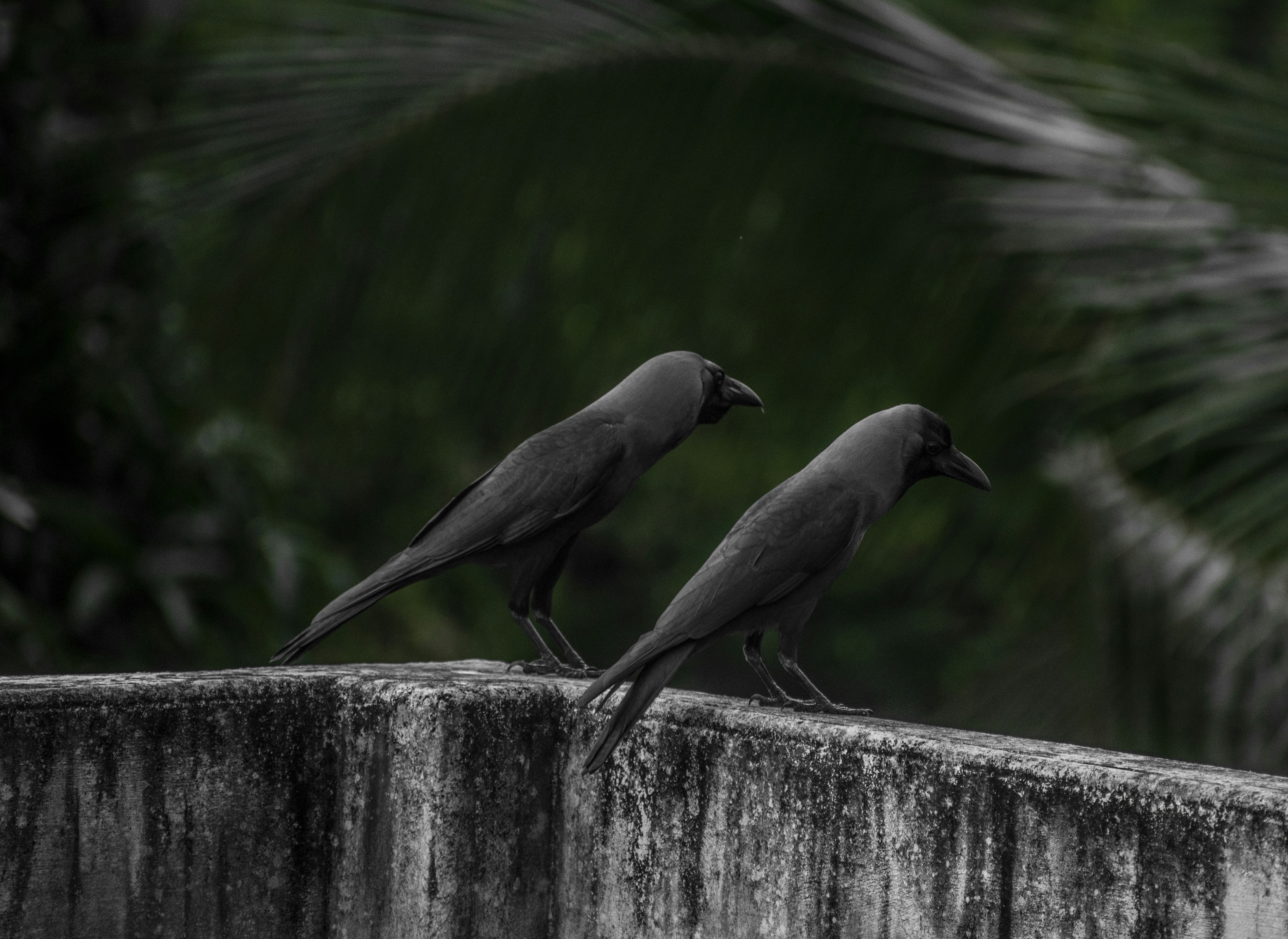 Two black birds sitting on top of a cement wall photo – Free Palakkad ...