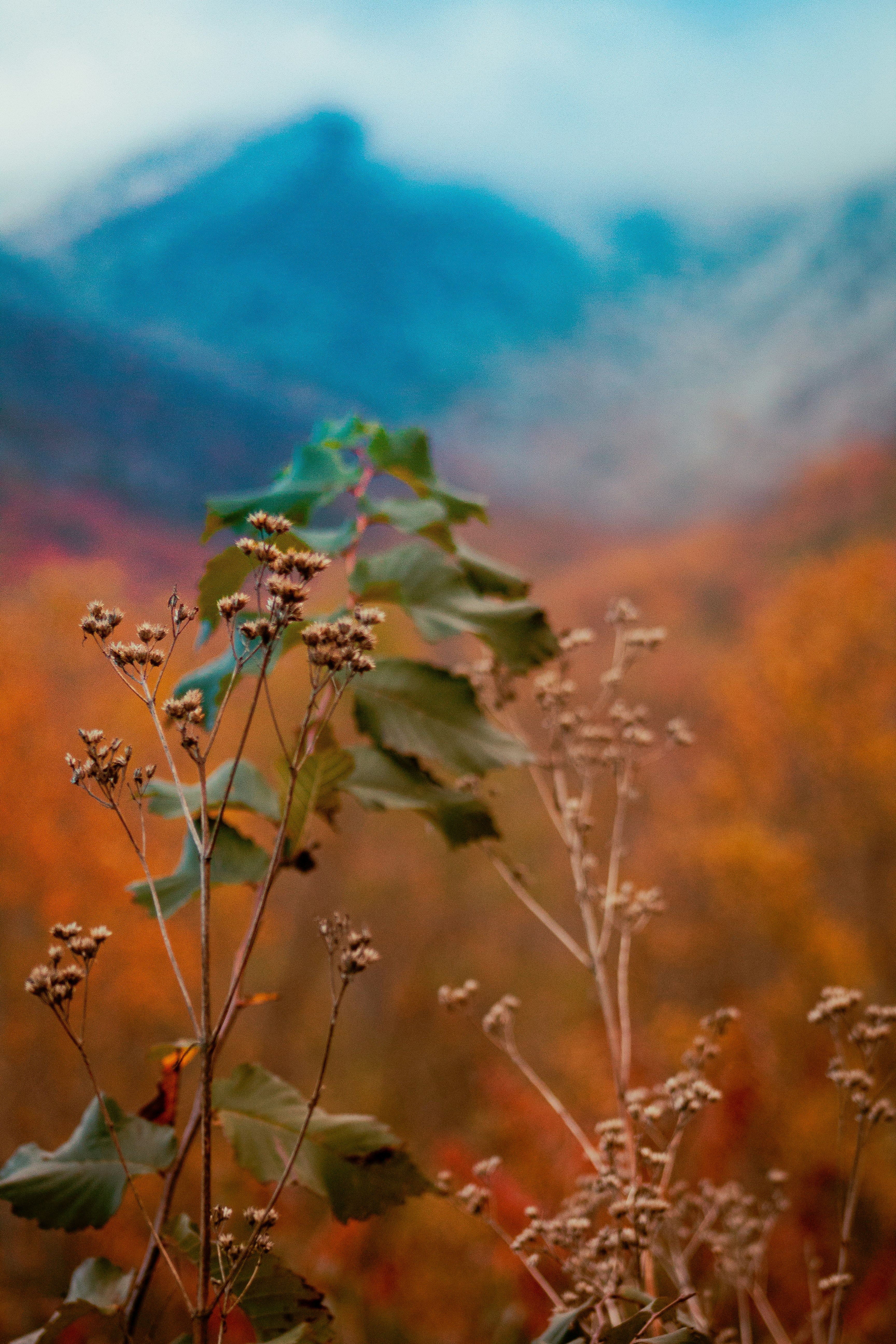 Seed Heads Against a Velvet Autumn Valley