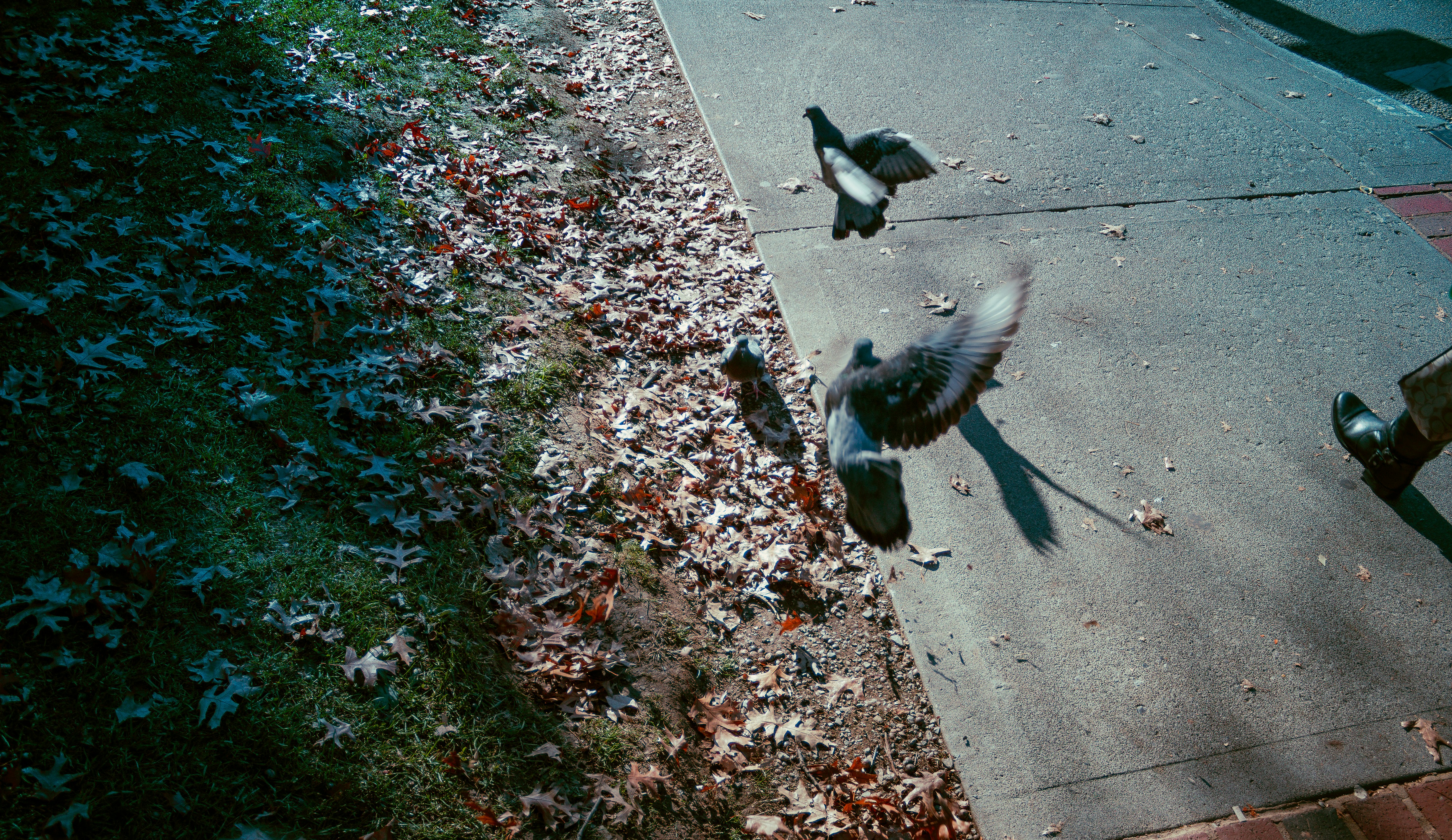A flock of birds flying over a sidewalk photo – Free Travel Image on ...