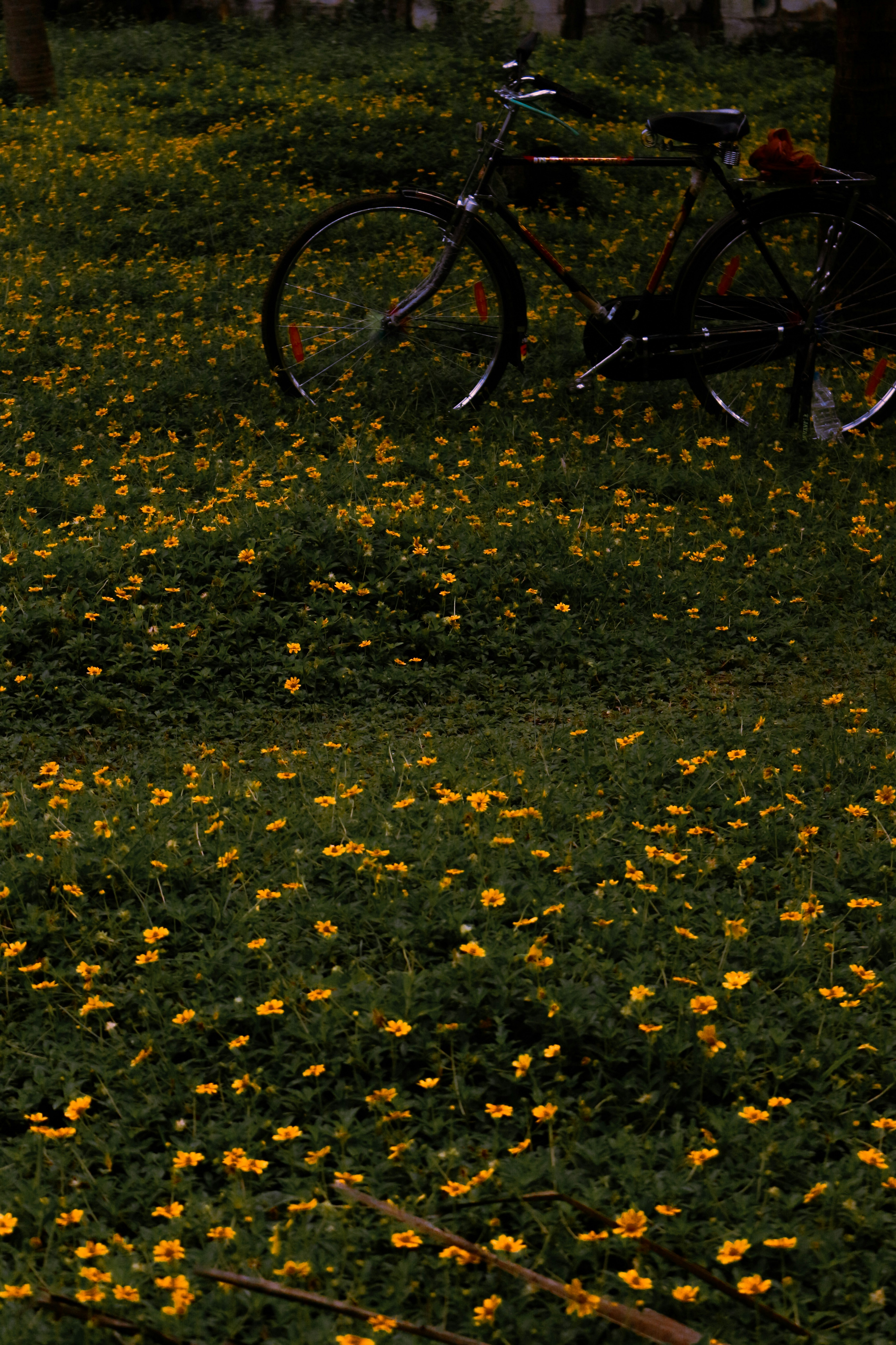Silent Bicycle Resting Among a Carpet of Yellow Blooms at Dusk