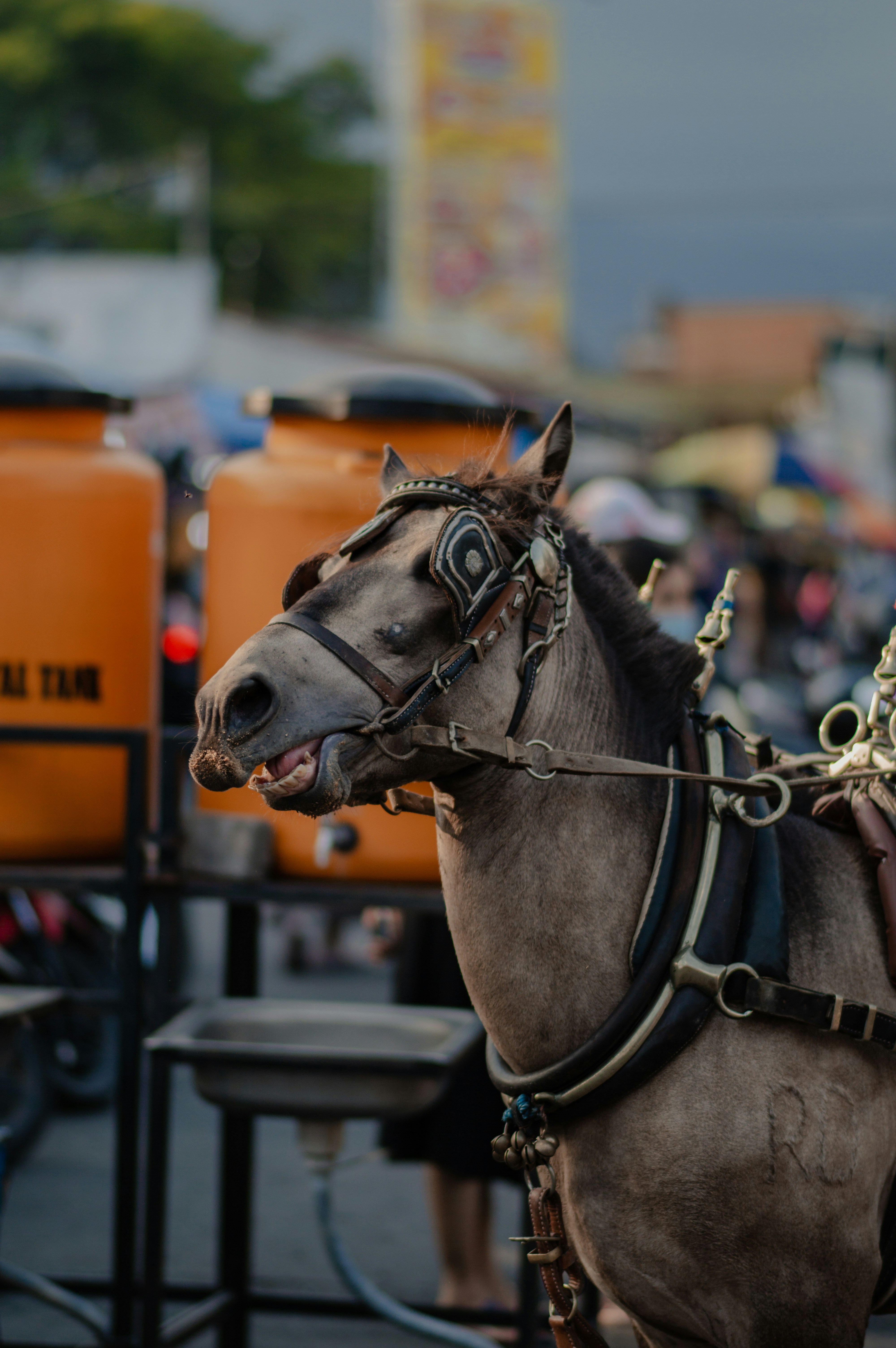 Equine Expressions in Urban Surroundings