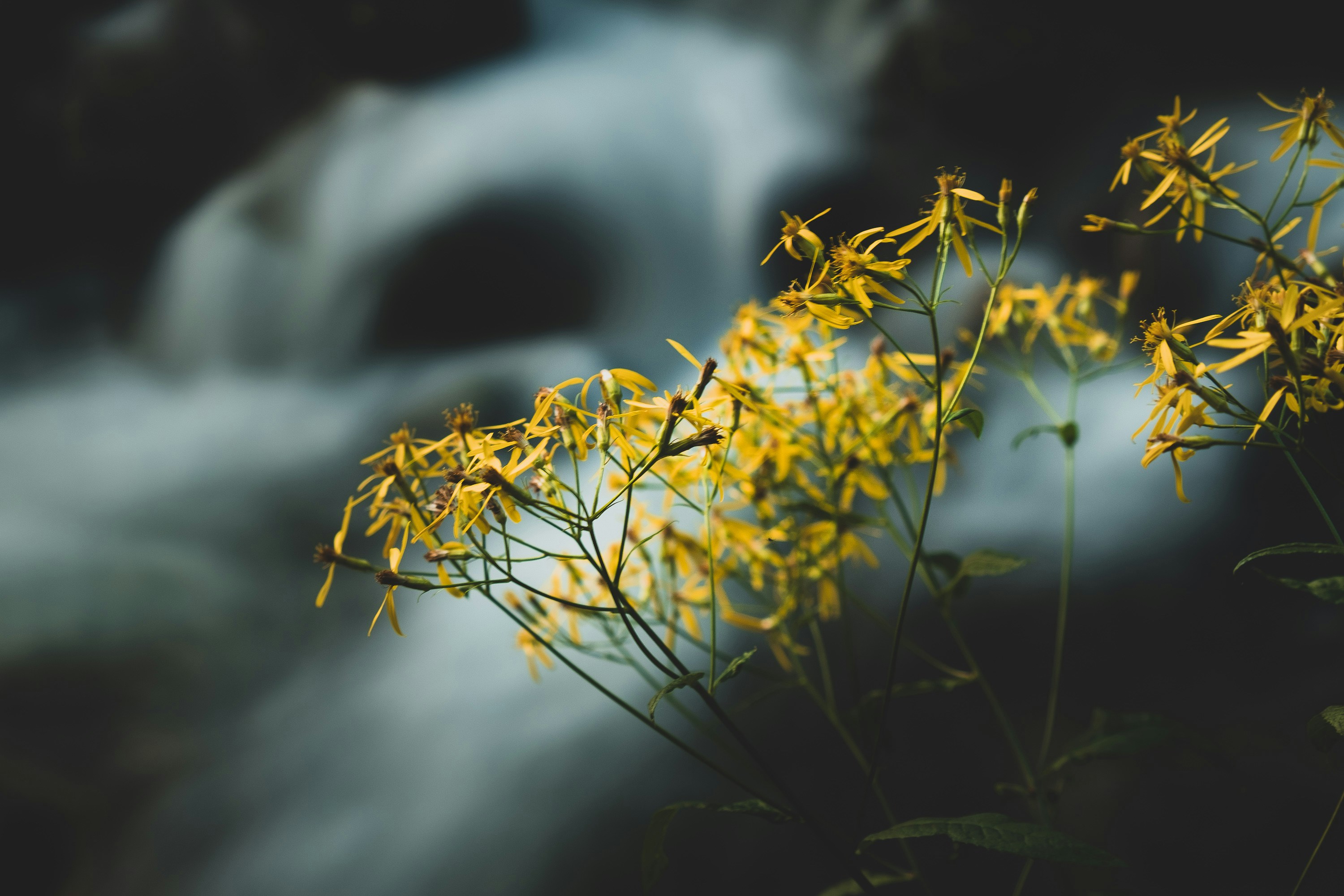 Golden Wildflowers Stand Guard Over a Silky Cascade