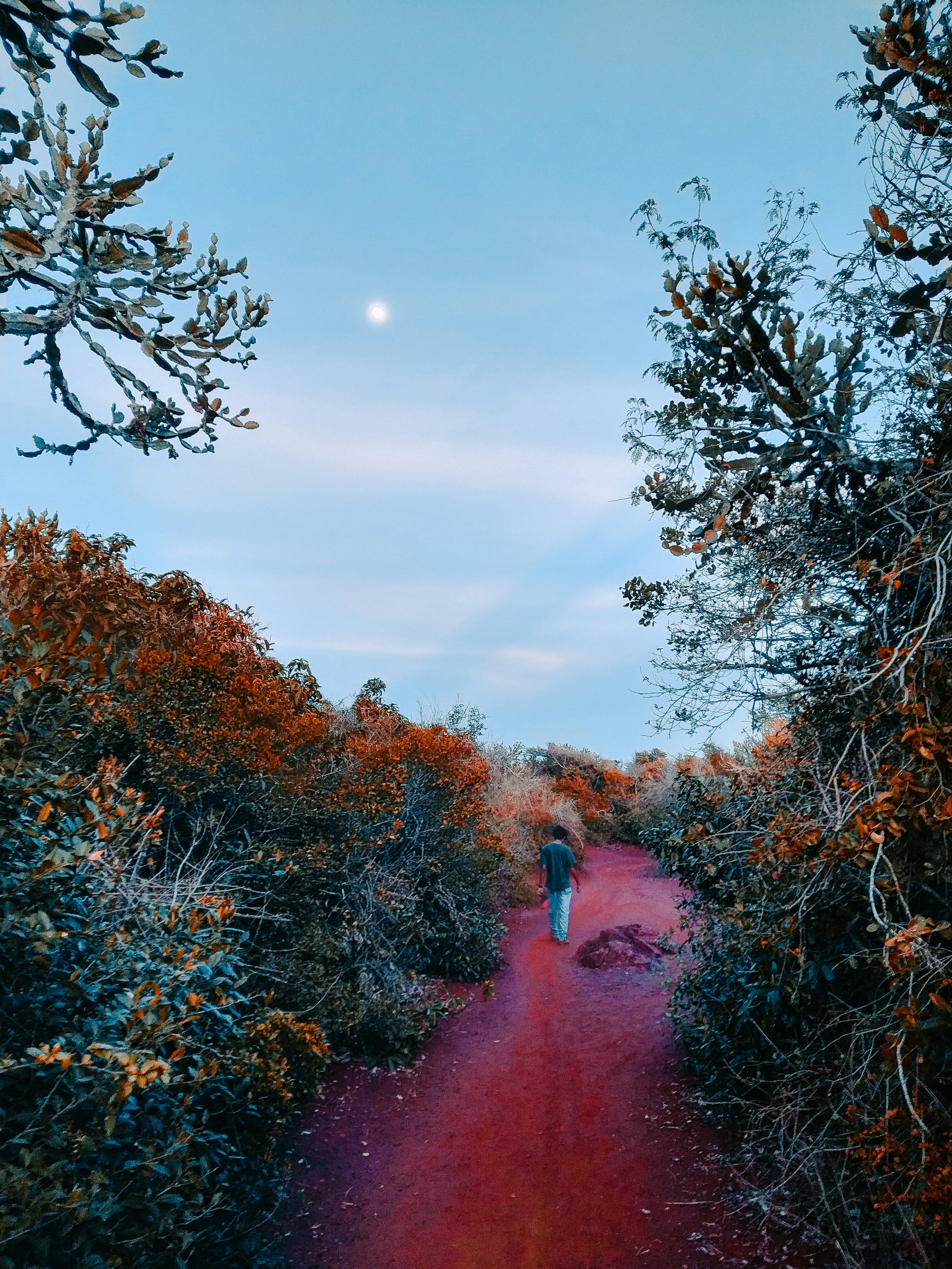 Crimson Trail Through a Hedge Corridor Beneath a Pale Blue Sky
