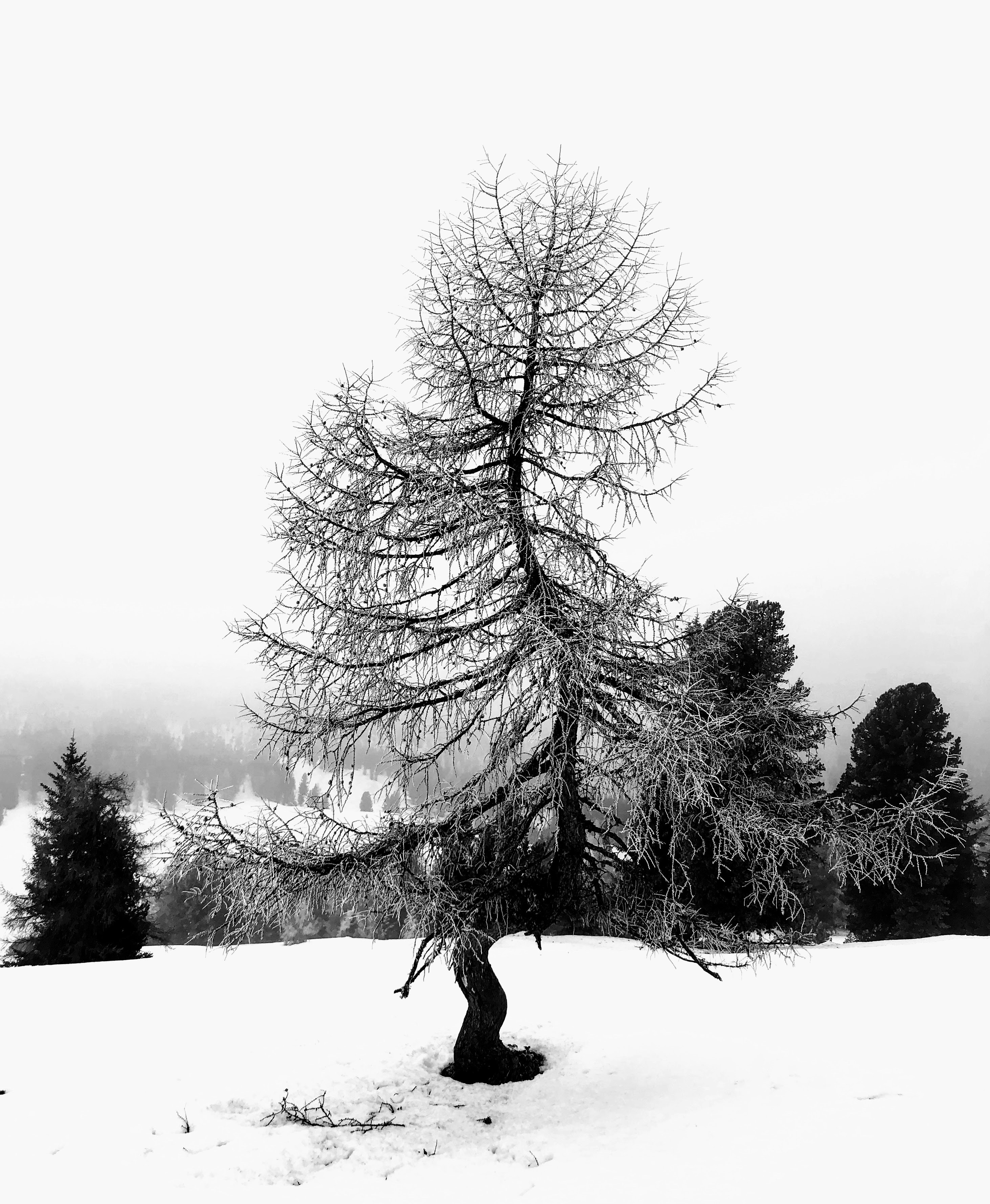 Frost-covered tree stands alone in a snowy landscape under a gray sky.