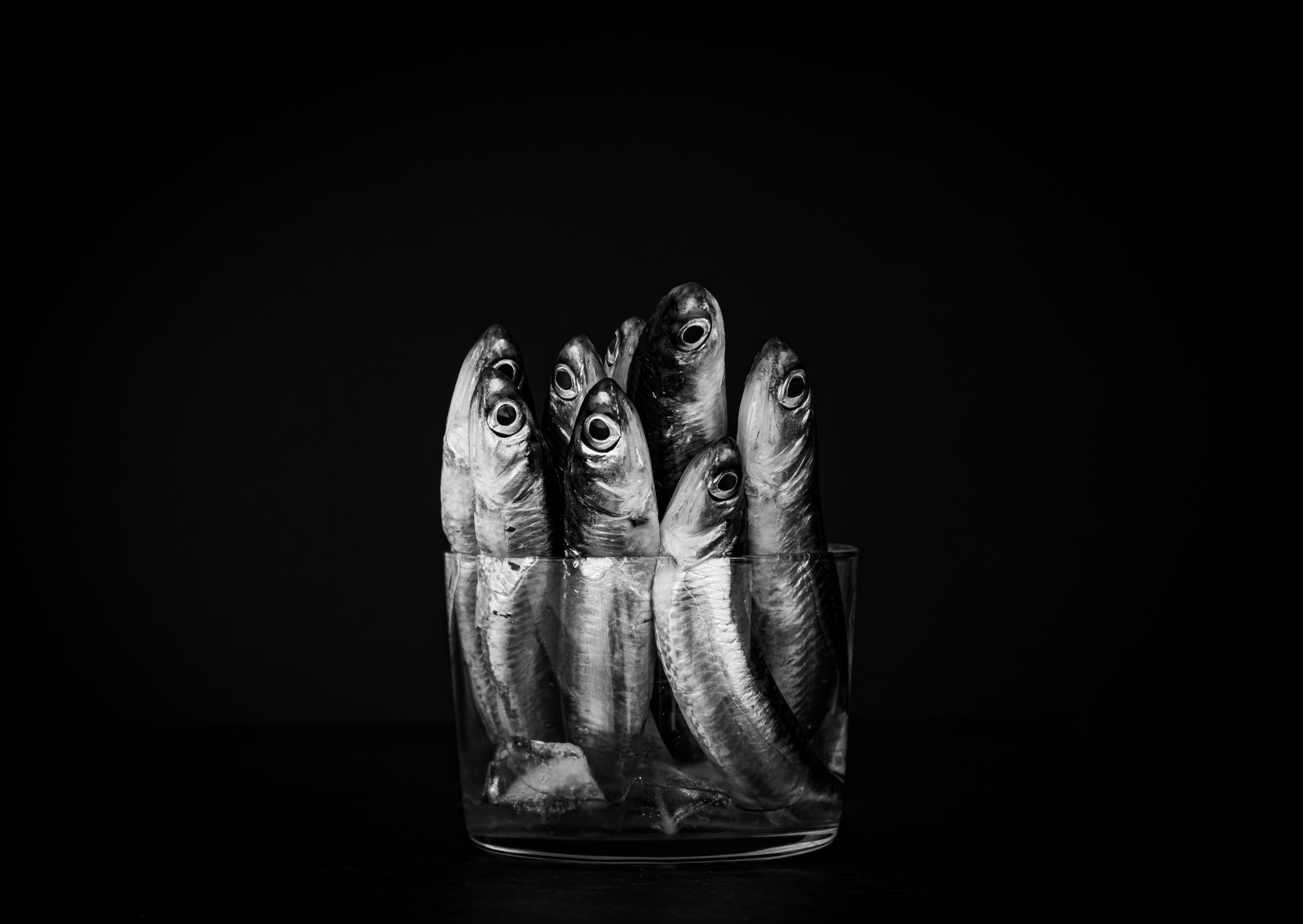 A collection of fish arranged in a glass bowl, contrasting sharply against a black background. The monochrome tones emphasize their sleek forms.