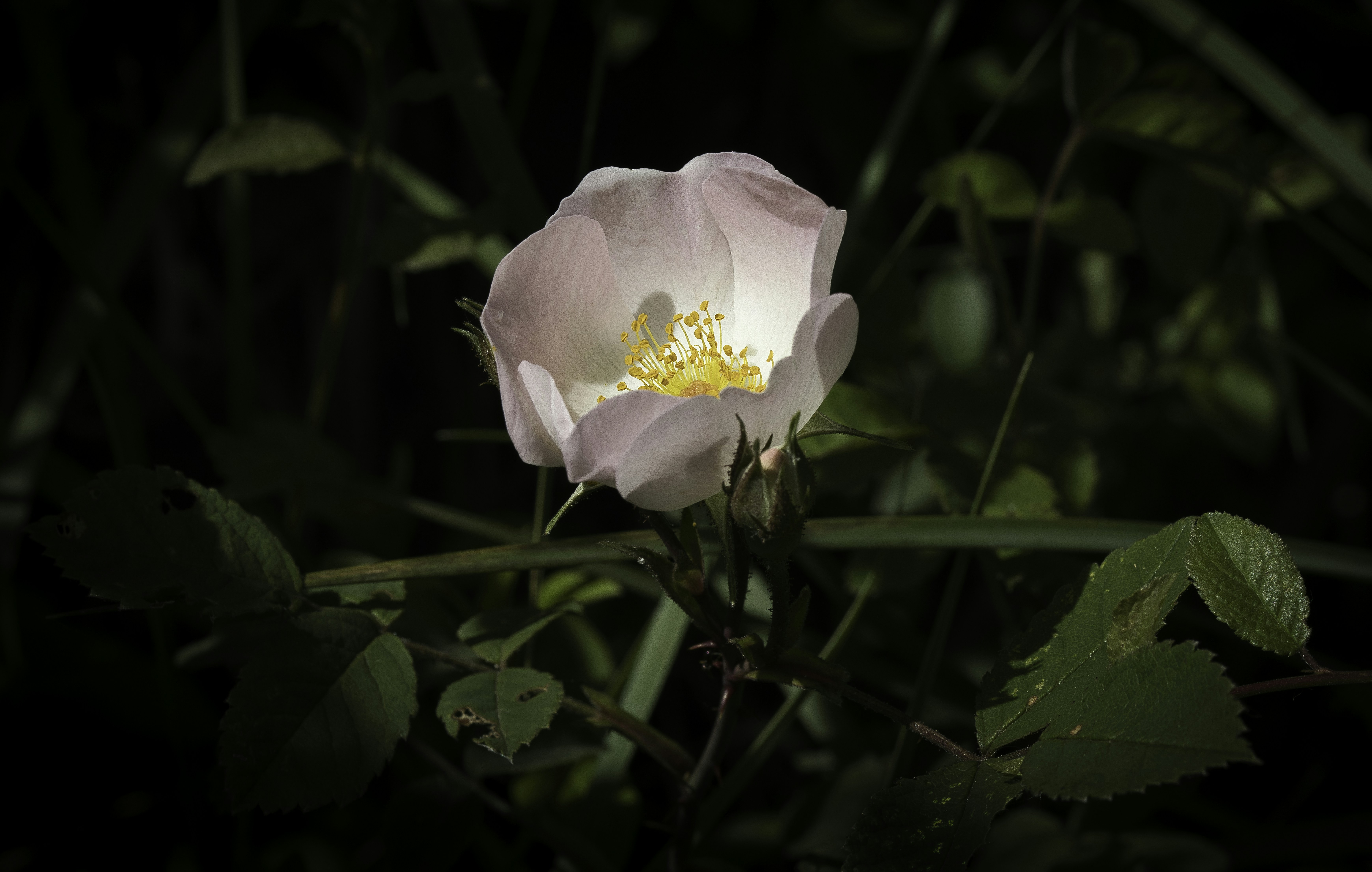 Shot with EOS M6 Mark ii + Sigma 105mm