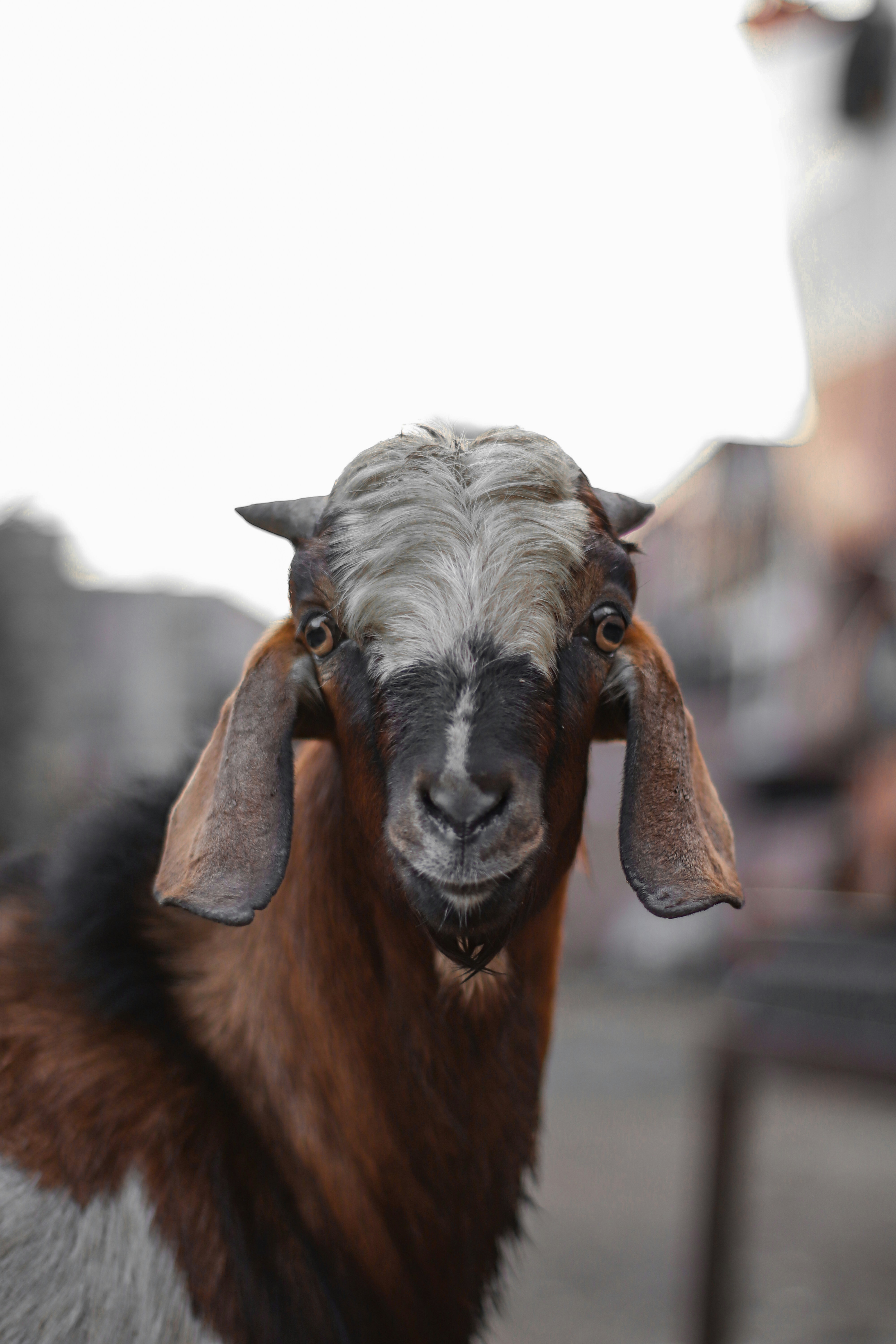 A close up of a goat on a city street photo – Free Animal Image on Unsplash