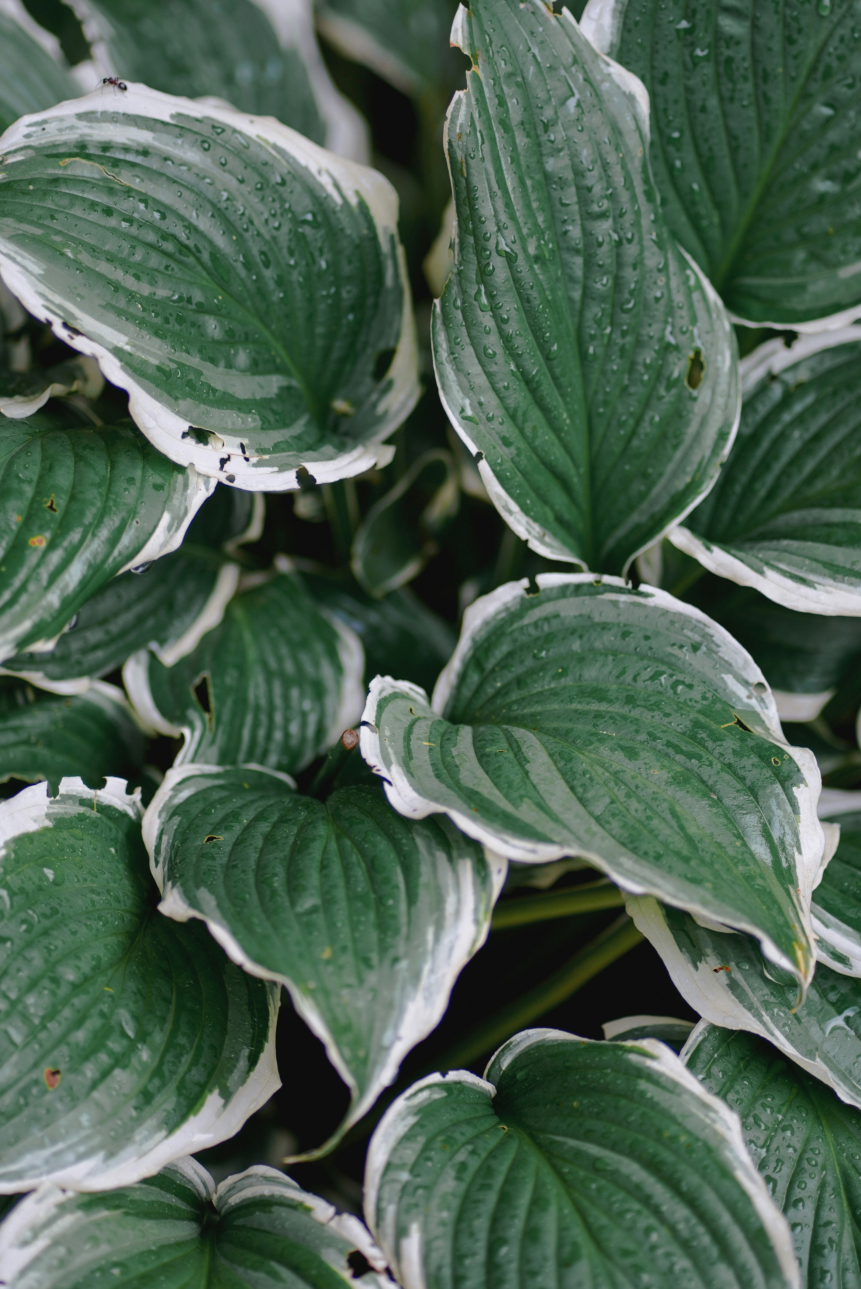 Close-up of lush green leaves with striking white edges, adorned with droplets of water, showcasing the beauty of foliage.
