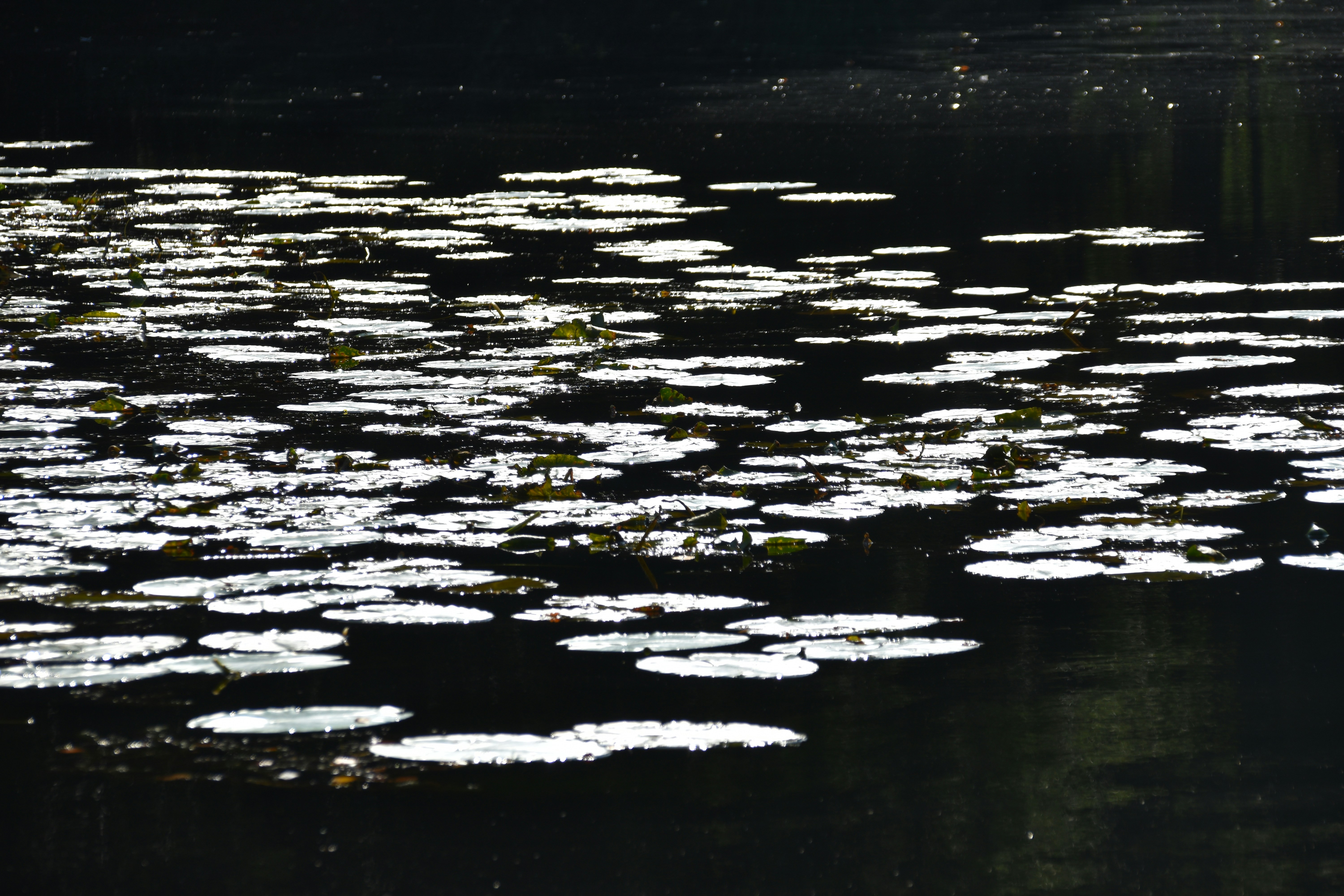 The sun on lilies | a body of water filled with lots of water lilies