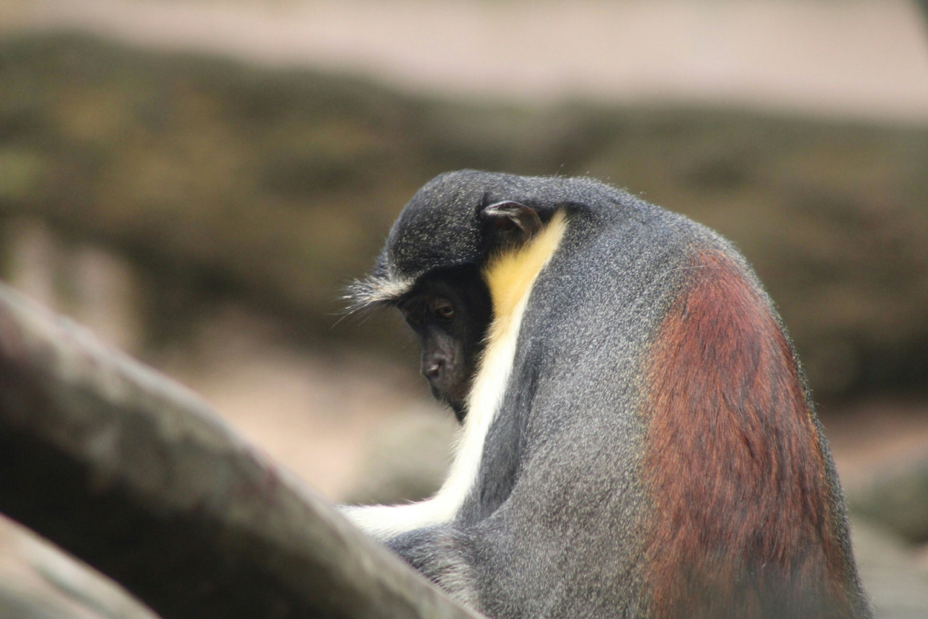 a close up of a monkey on a tree branch