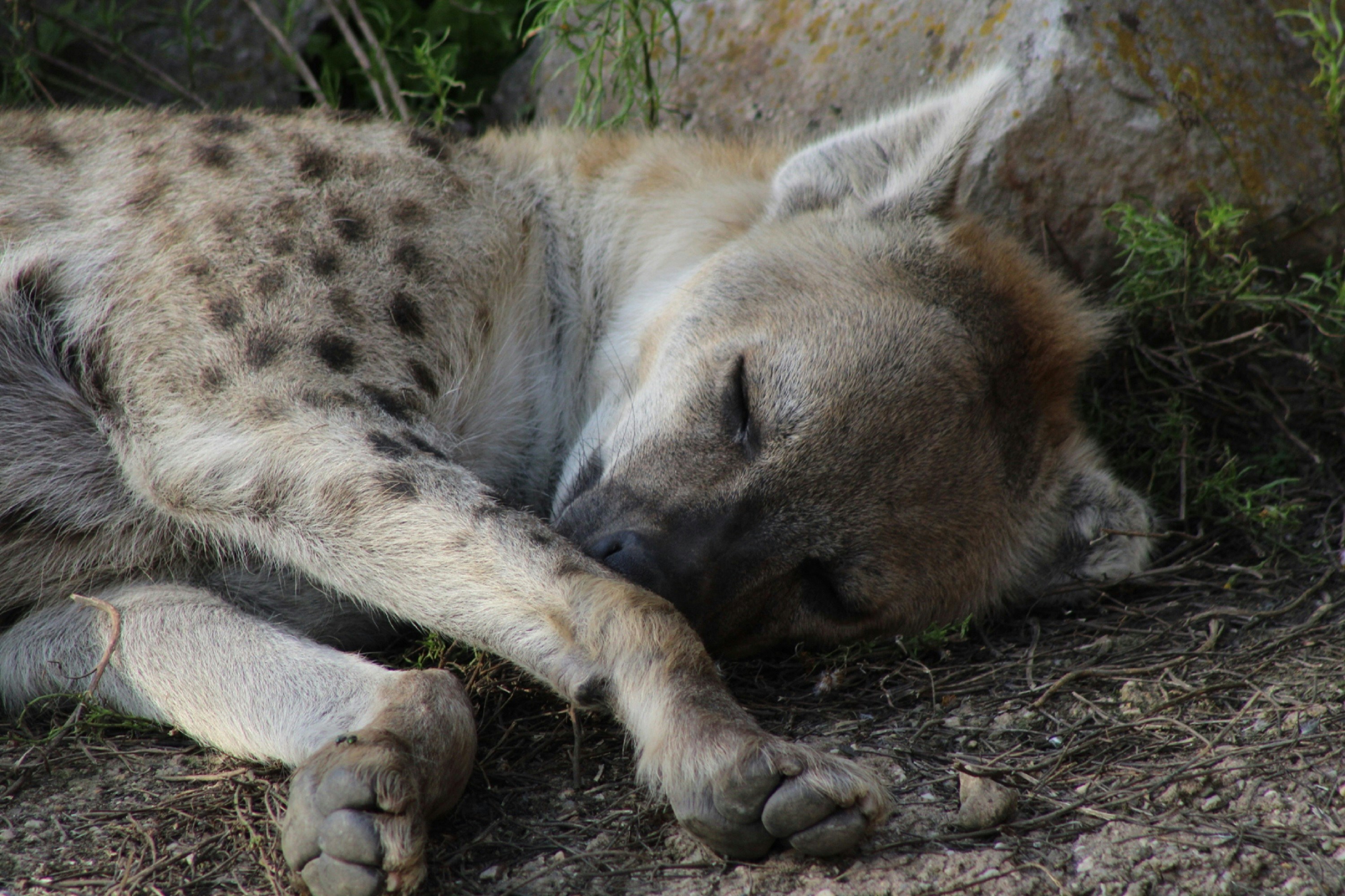 A hyena laying on the ground sleeping photo – Free Leipzig Image on ...