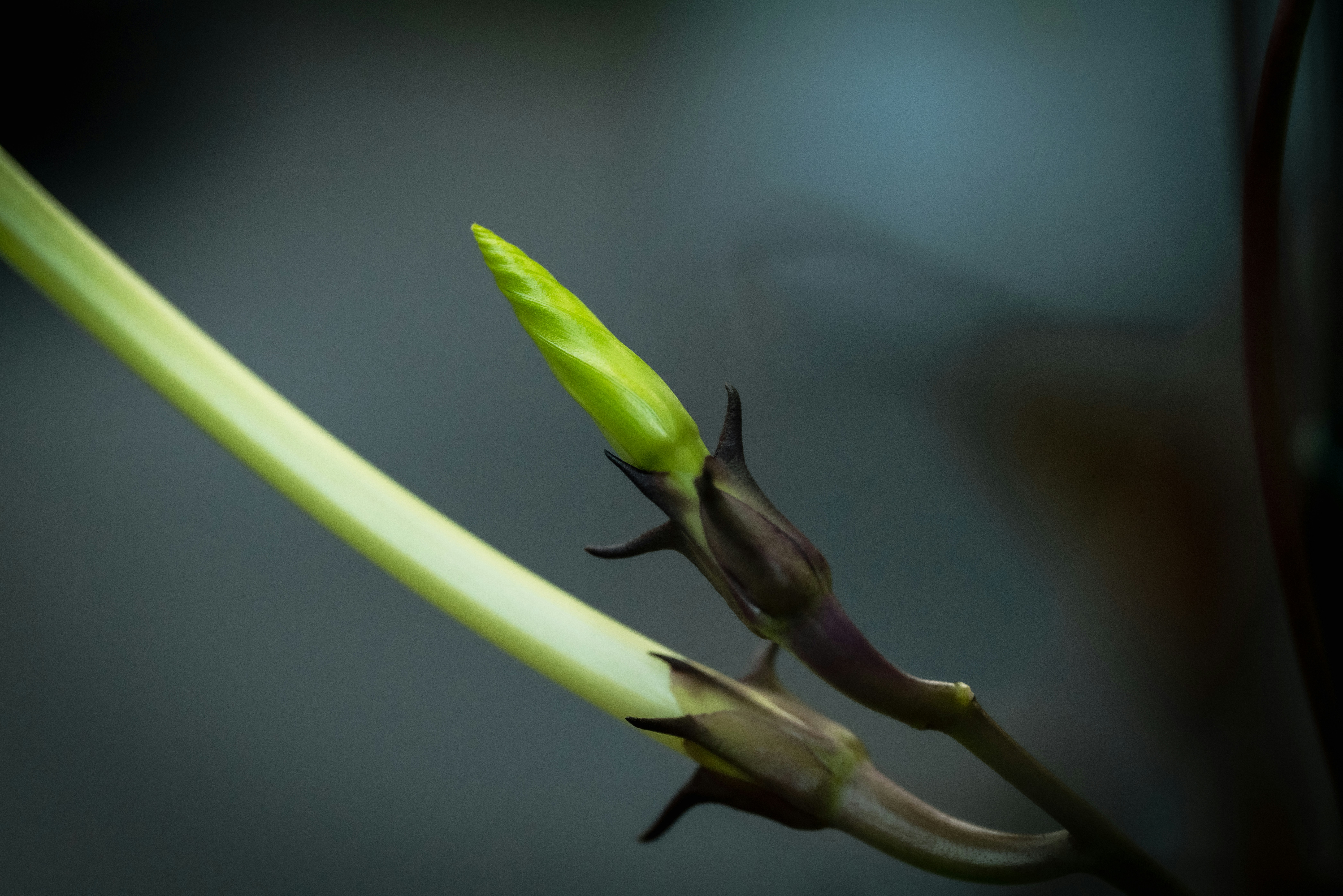 Gros plan d’un bouton de fleur sur une plante photo – Photo Macro fiore ...