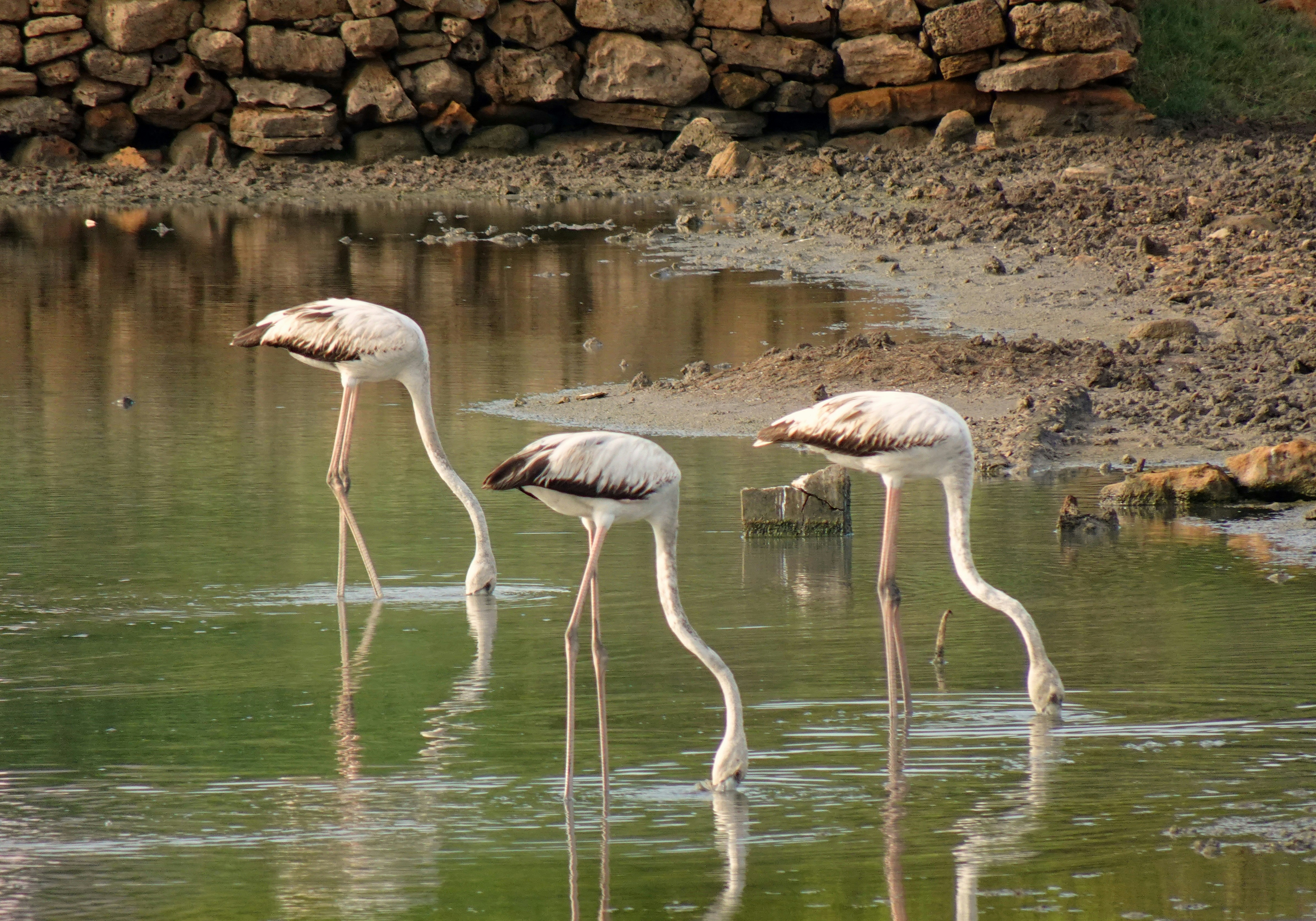 Three flamingos wade in shallow green water beside a rocky embankment. Their long necks curve gracefully as they probe for food.