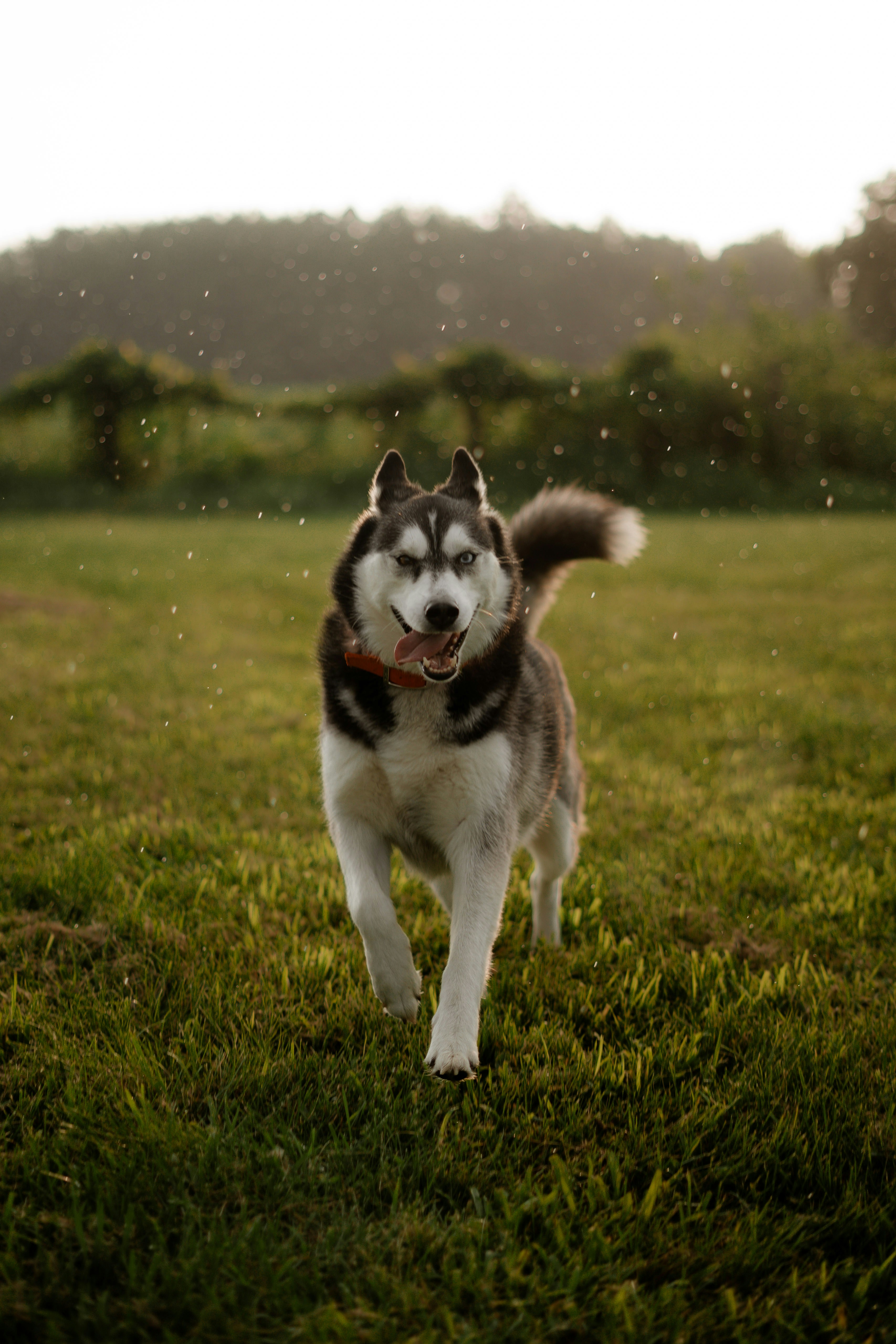 750+ Happy Dog Pictures [HD] | Download Free Images on Unsplash