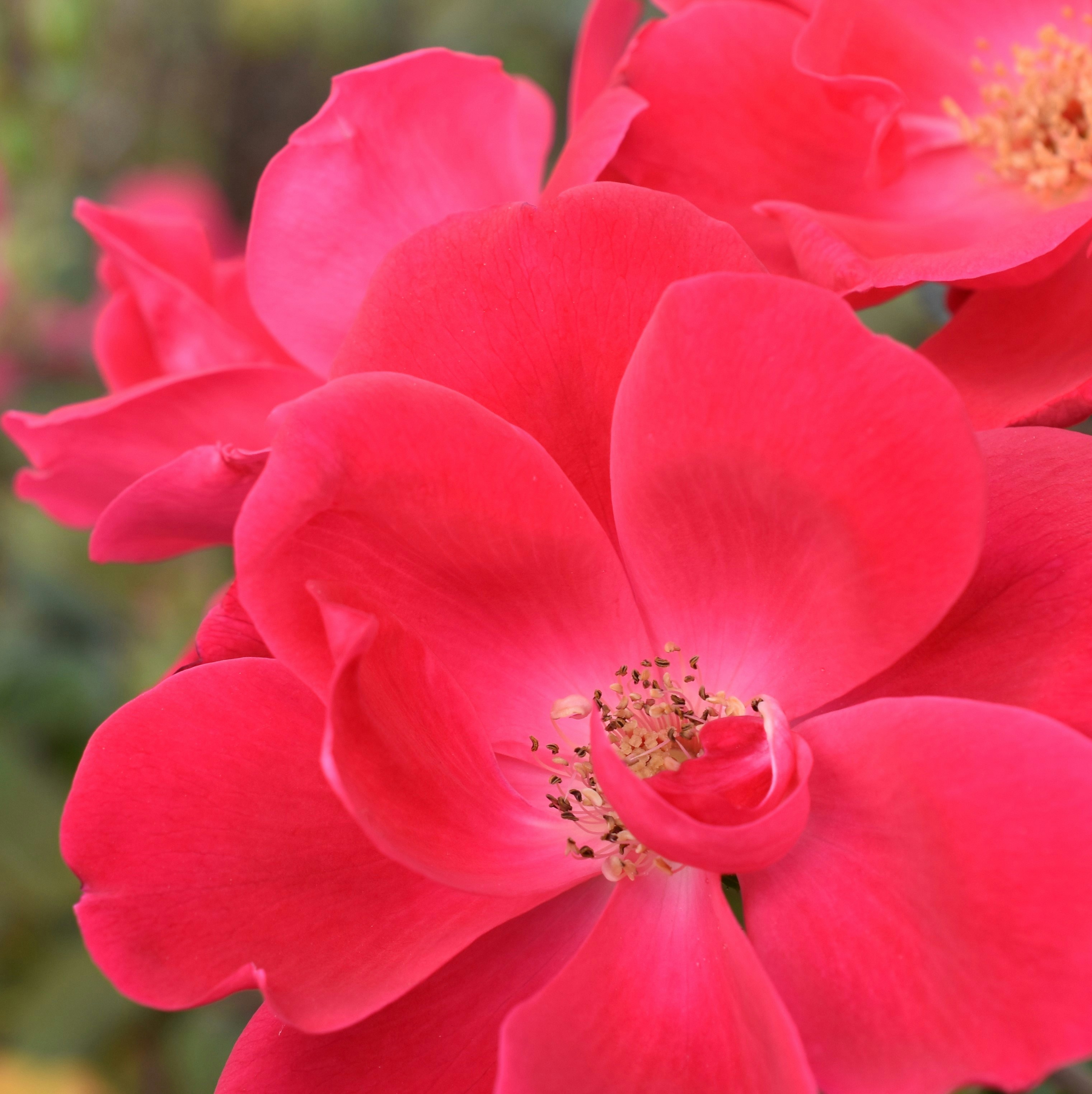 Macro Portrait: Velvet Pink Rose and Its Quiet Glow