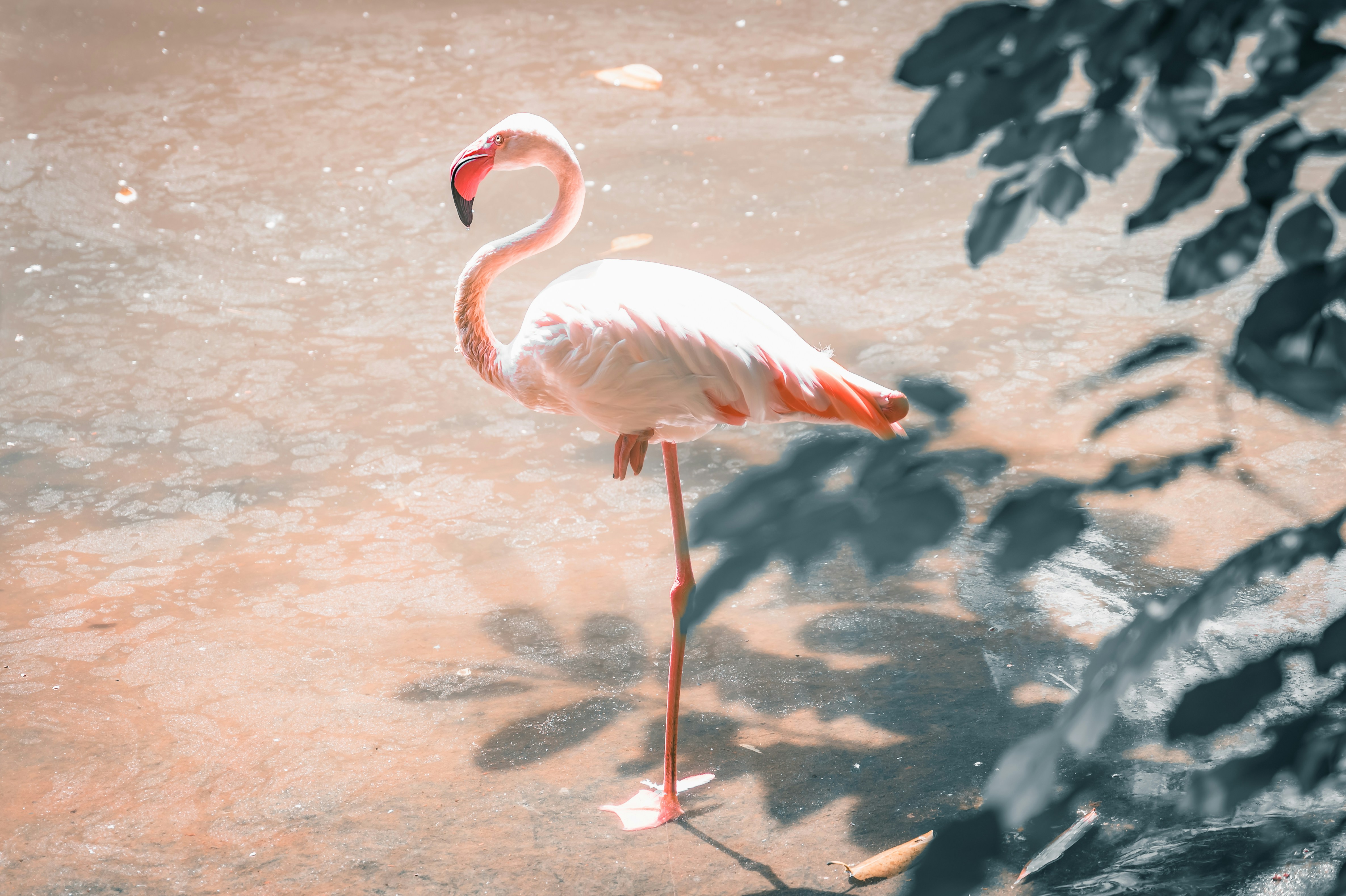Un flamant rose debout dans une piscine d’eau photo – Photo Animal ...