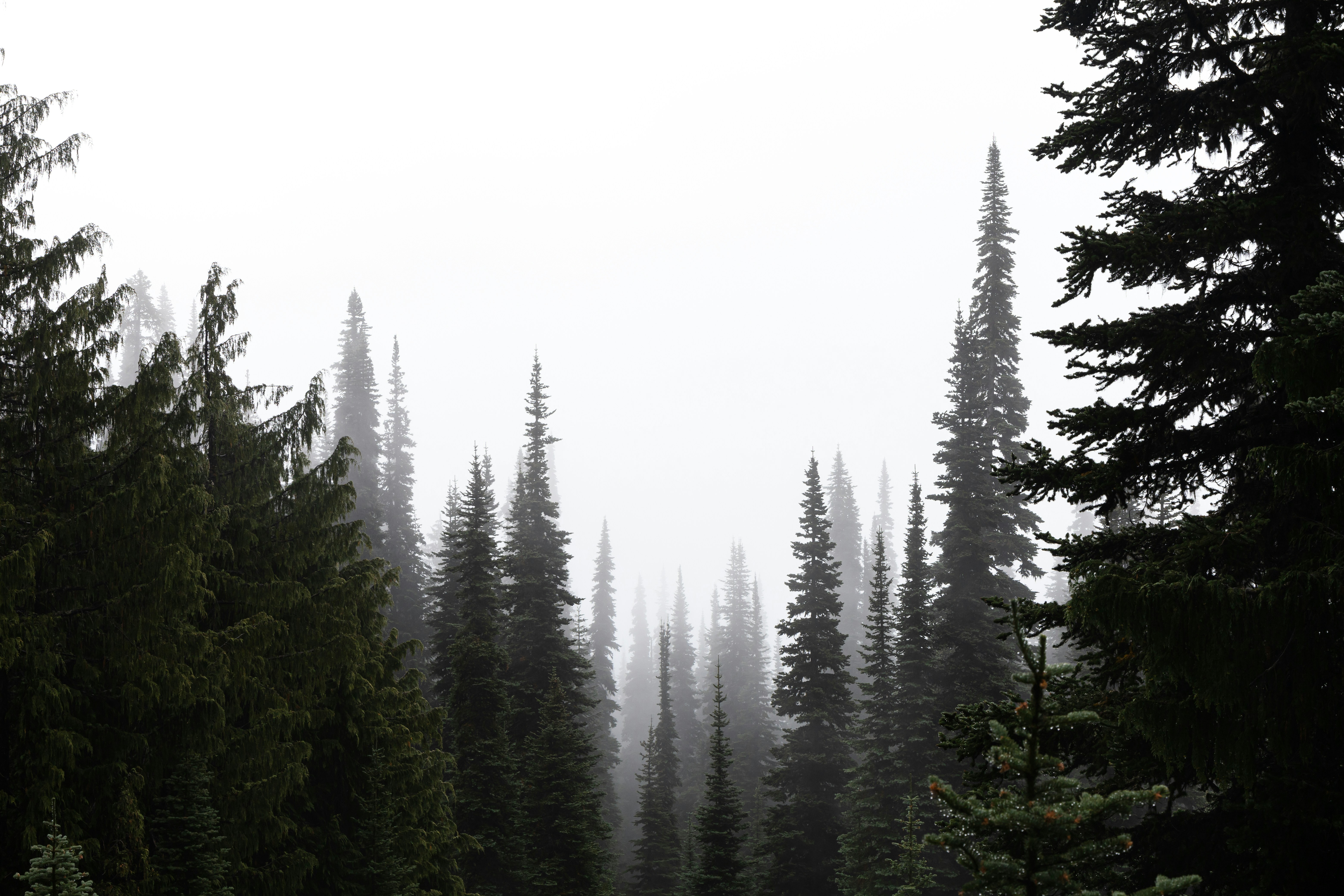 A forest filled with lots of tall pine trees photo – Free White Image ...