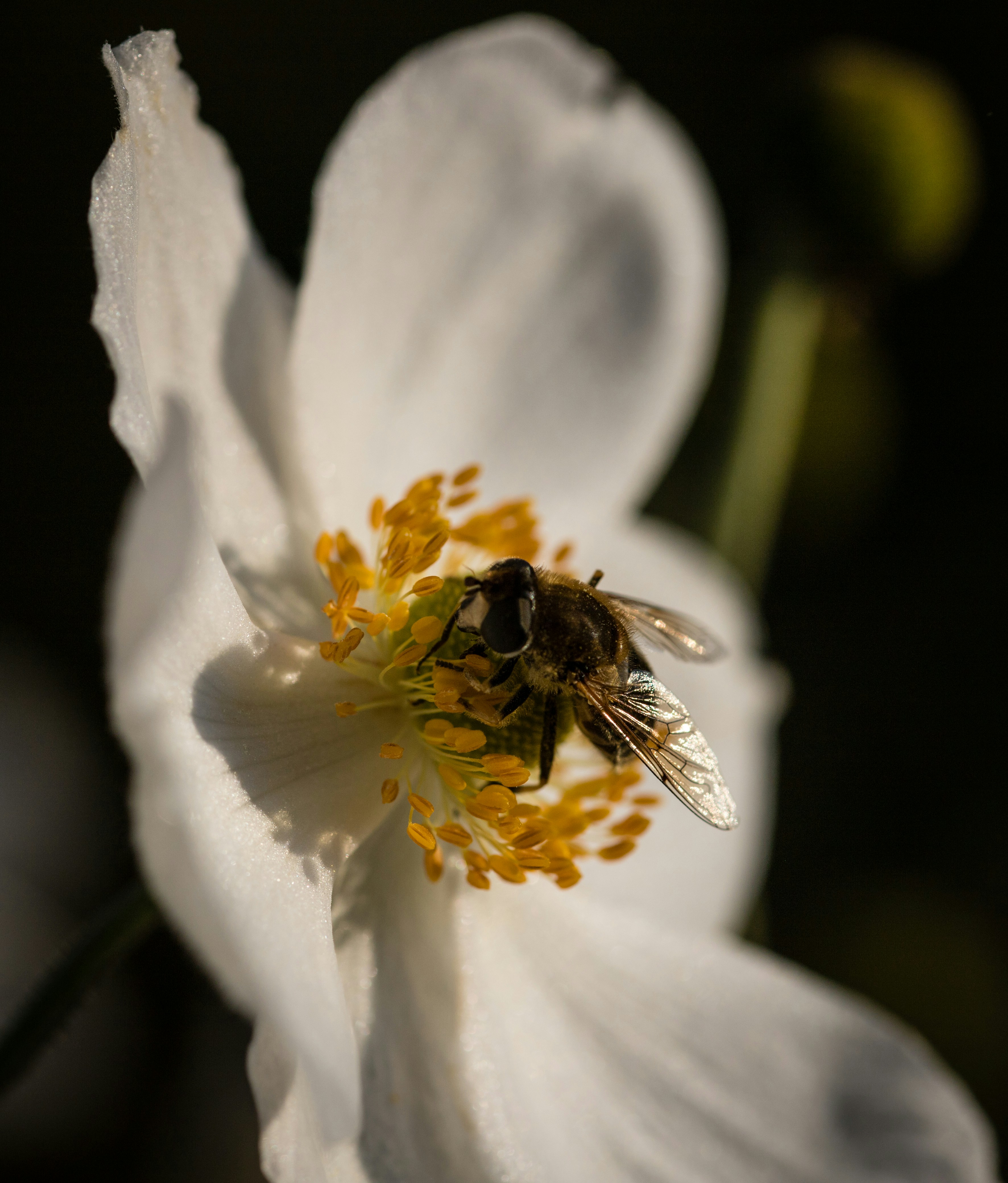 a white flower with a bee on it