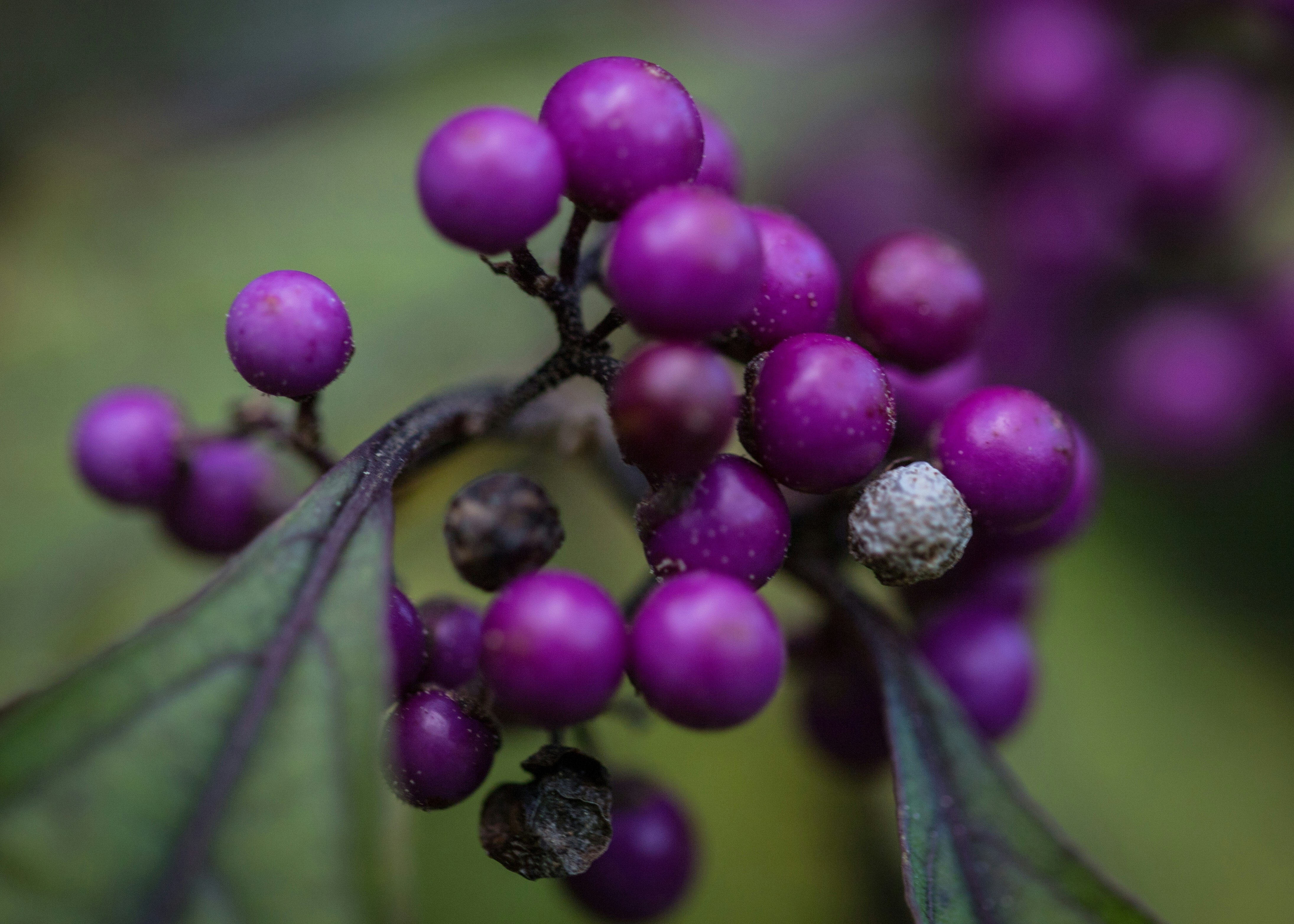 Purple Berry Cluster in Soft Macro: Quiet Color and Blur
