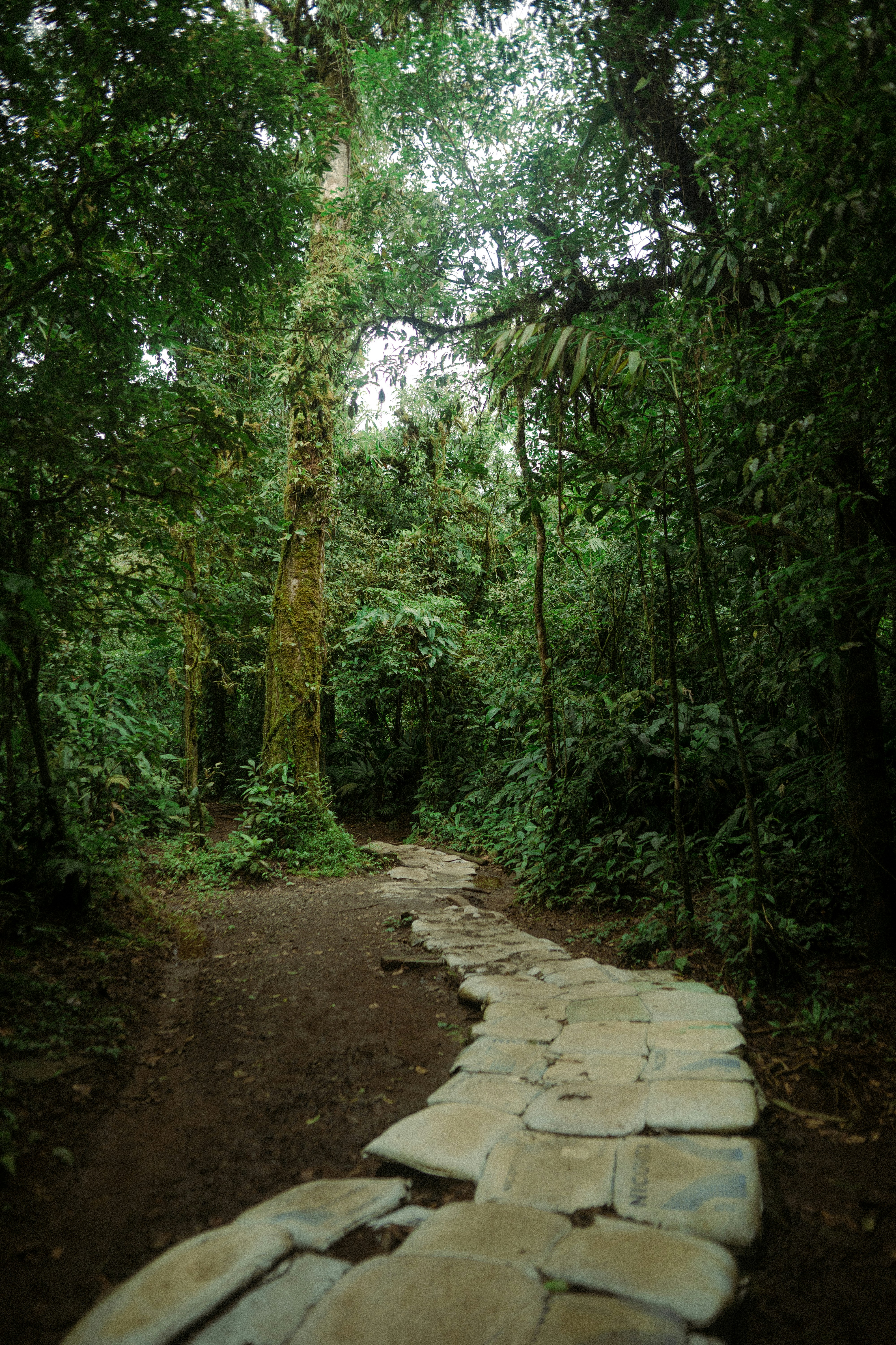 Winding stone pathway leading through a lush, green rainforest, surrounded by towering trees and dense foliage.