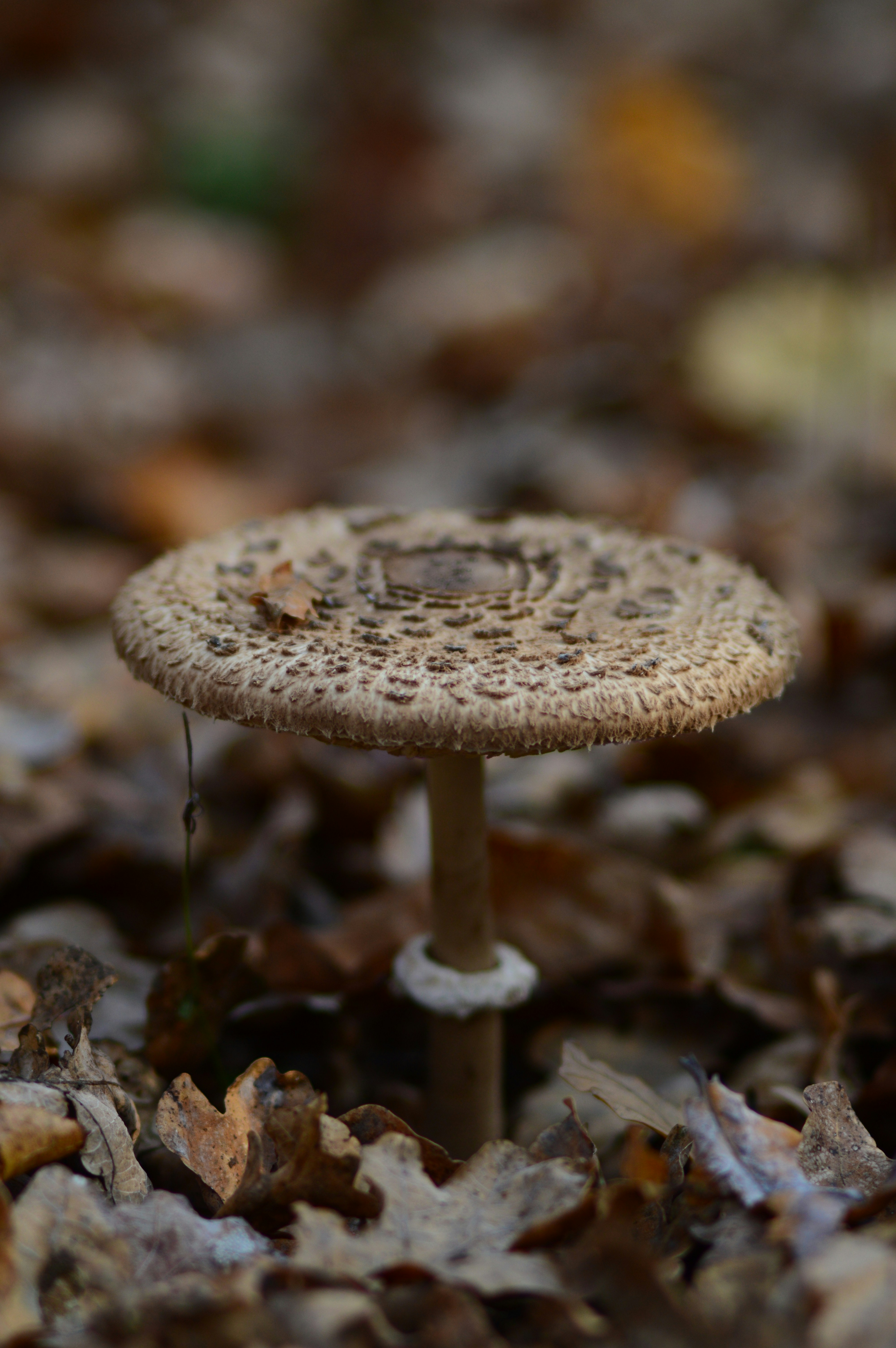 Autumn's Parasol: A Weathered Mushroom Among Fallen Leaves
