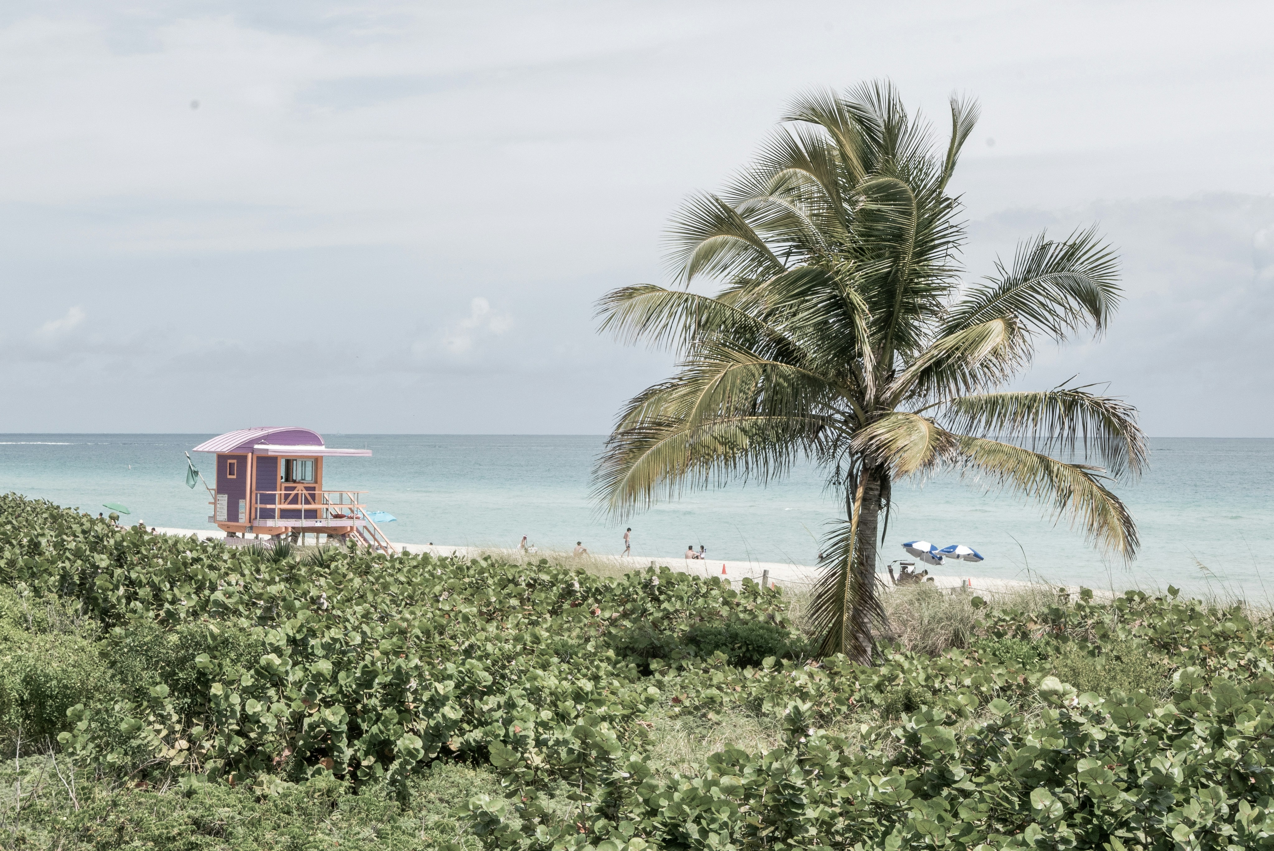 Coastal scene with a pink lifeguard hut near the shore, a leaning palm framing the foreground, and calm turquoise water beyond.