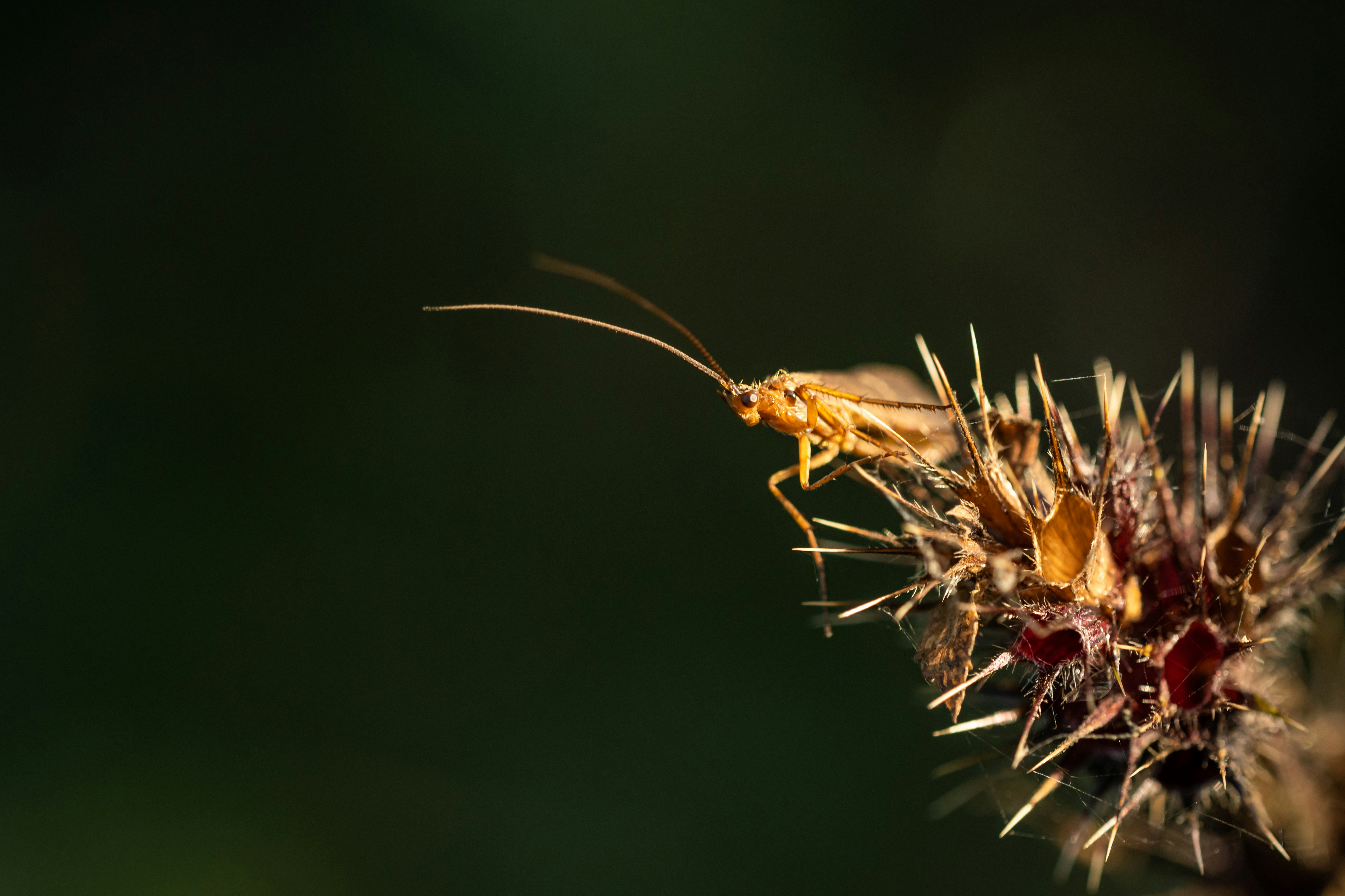 Amber Sentinel on a Teasel Spike
