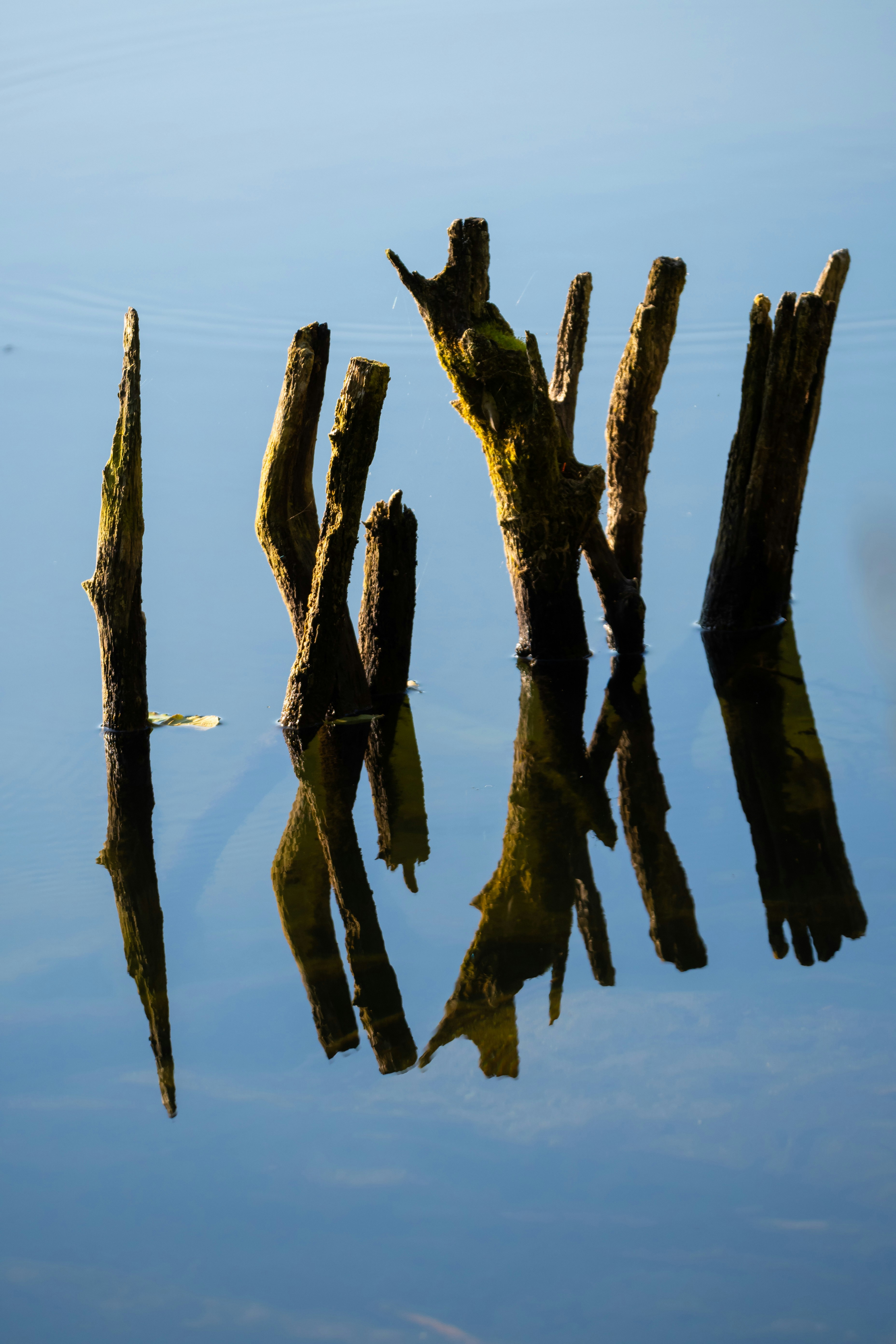 A group of sticks sticking out of the water photo – Free Germany Image ...