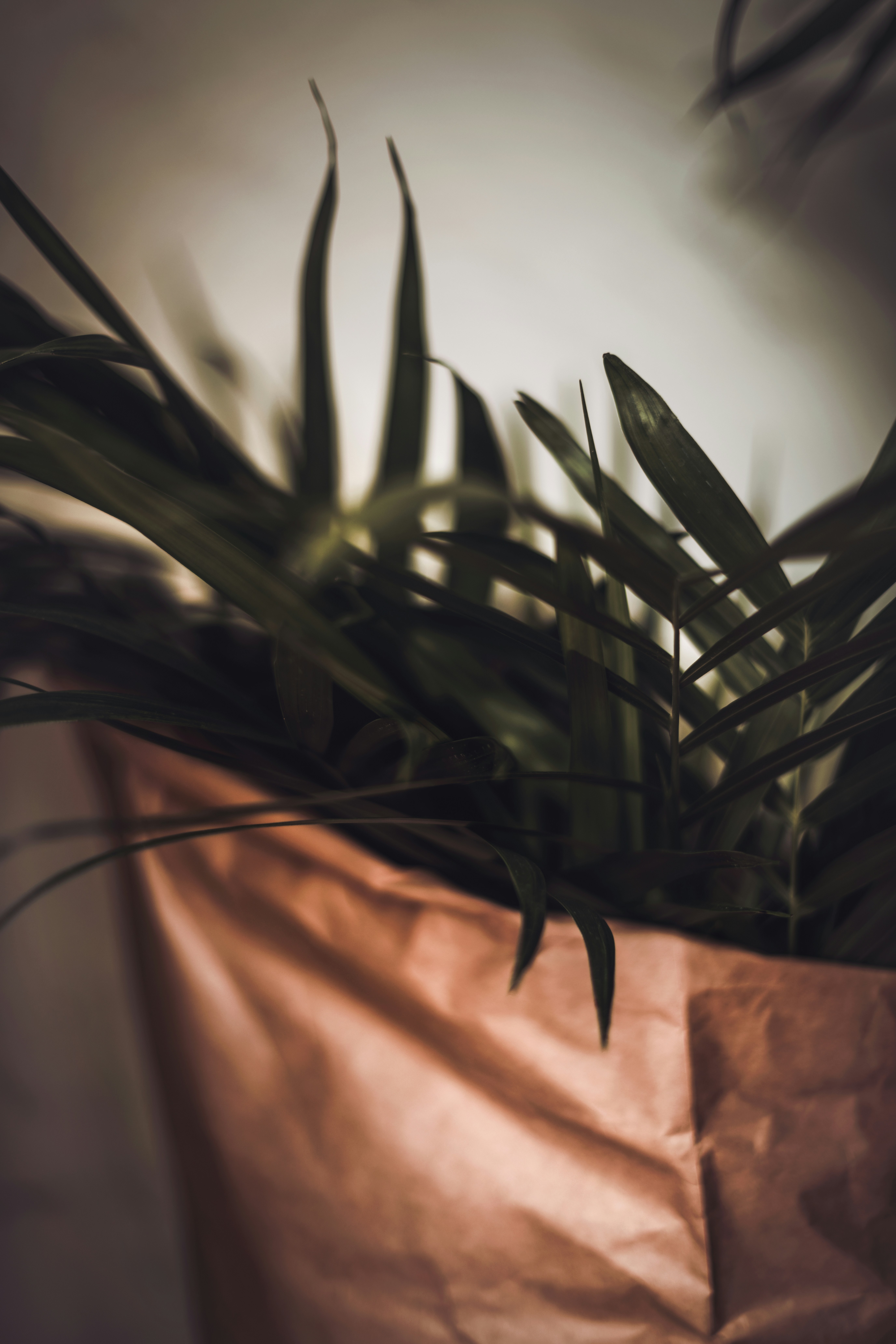 Lush green plant leaves peeking out from a textured, crumpled paper pot against a softly blurred background.