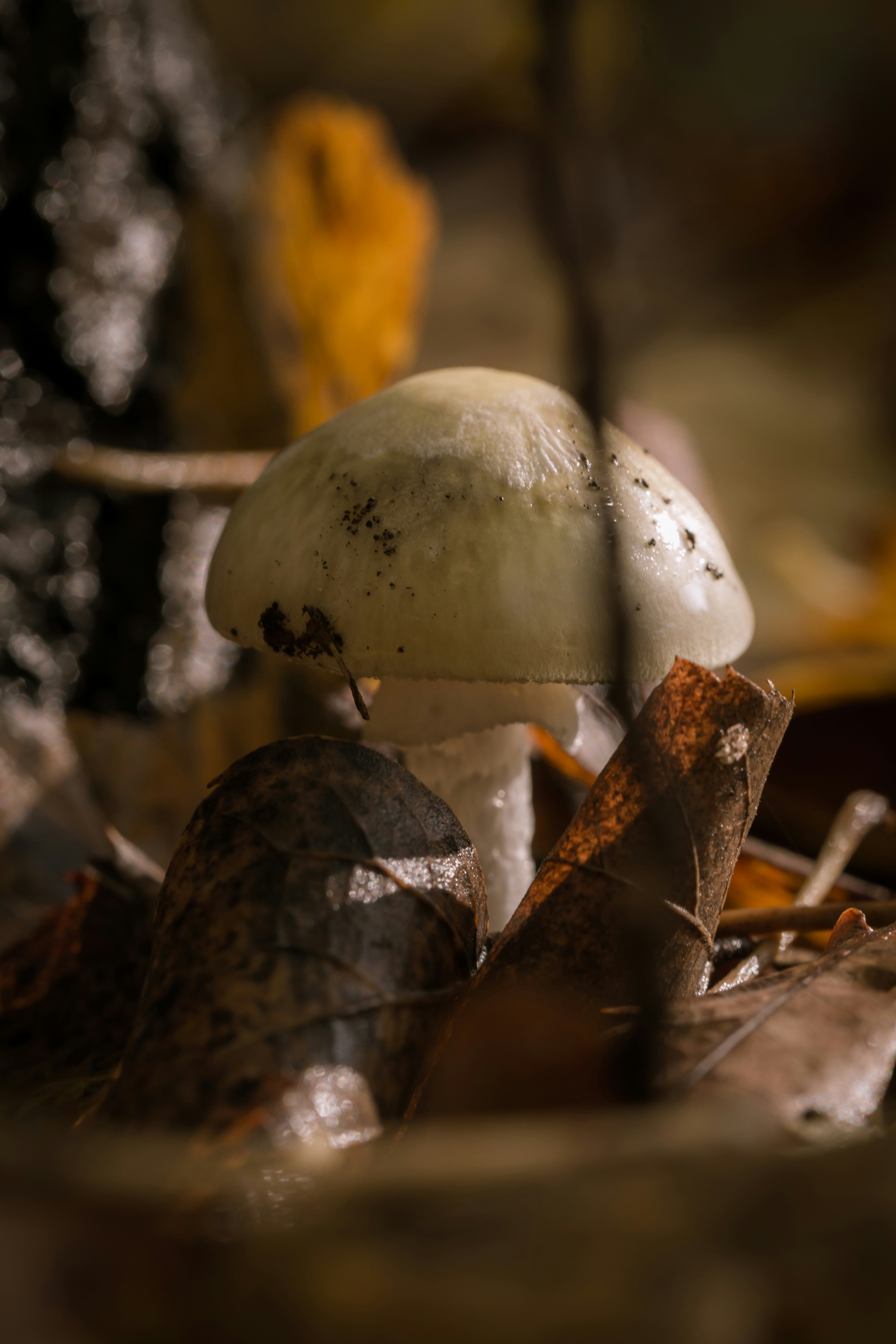 The Quiet Crown: White Mushroom Among Leaf Litter in Warm Forest Light