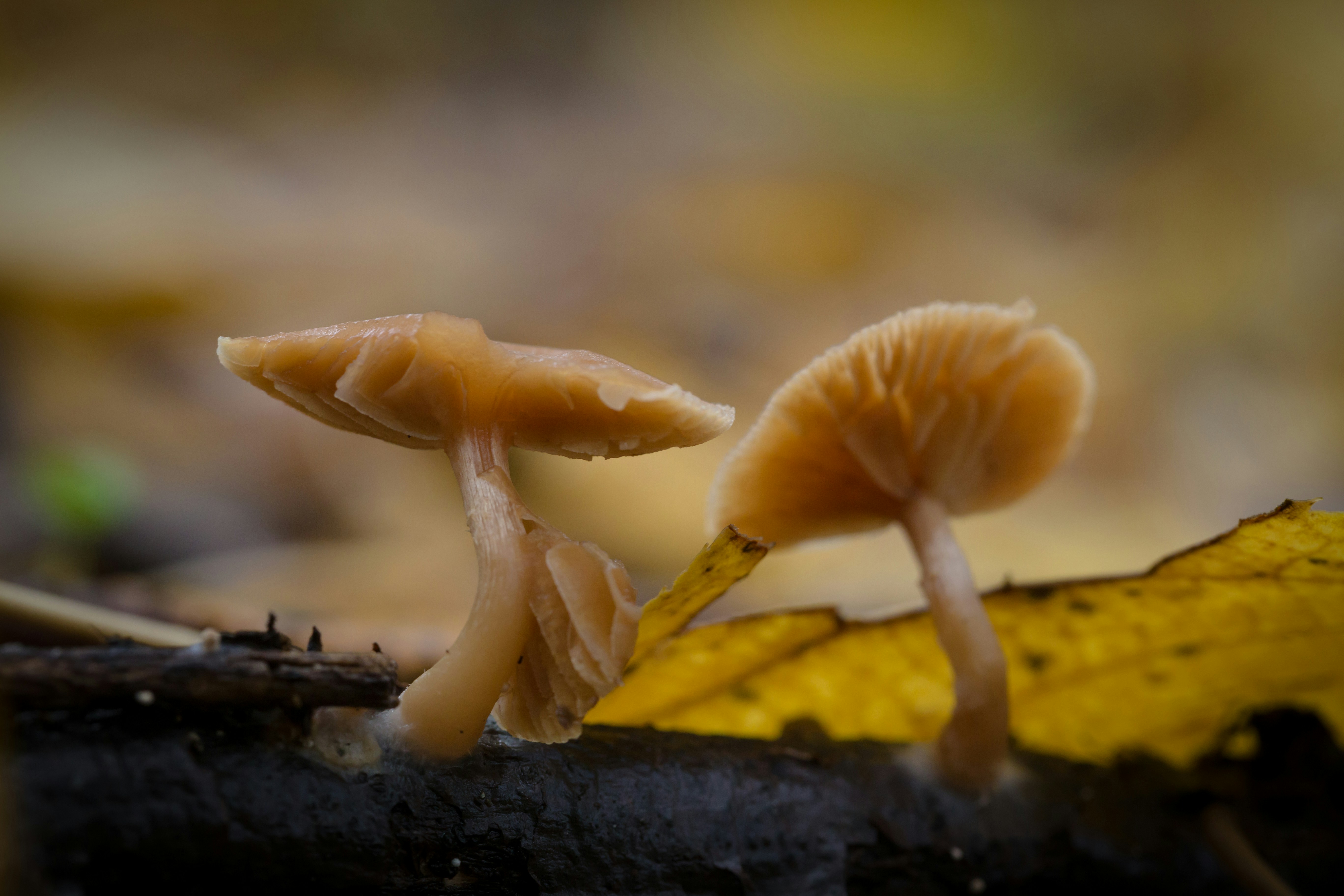 a couple of mushrooms sitting on top of a leaf covered ground