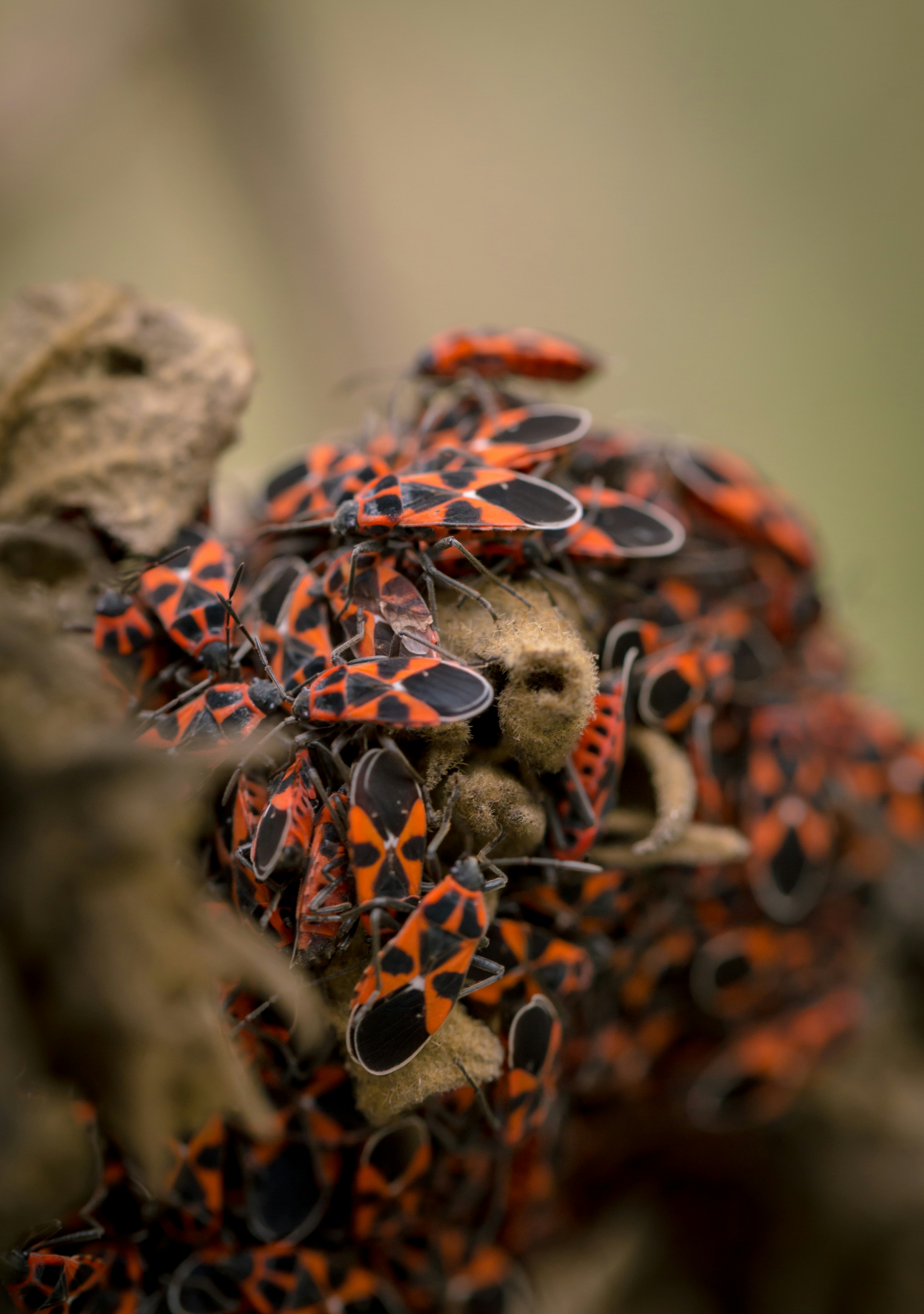 Firebug Convergence: a dense cluster of red-and-black insects on a fuzzy stem