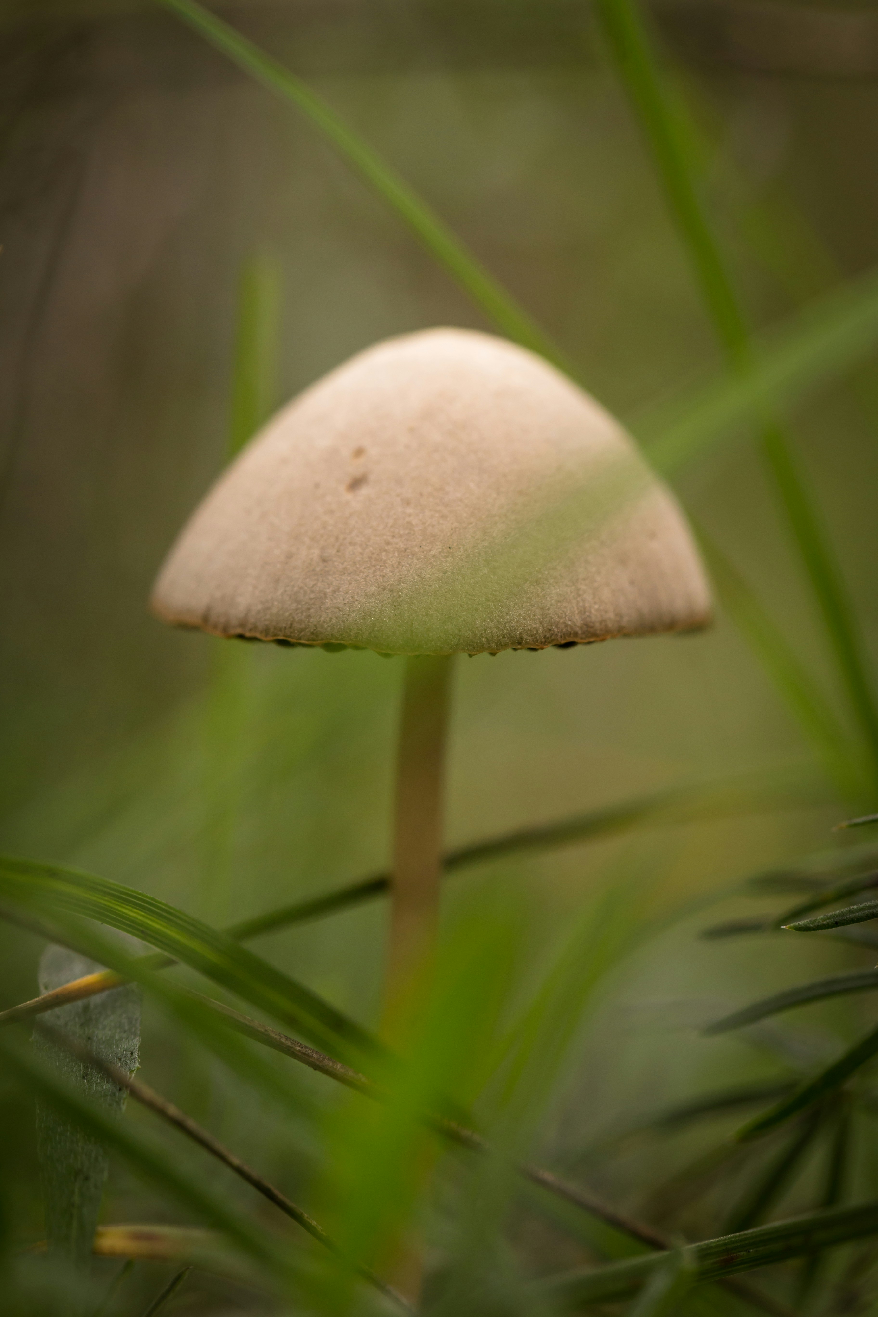 a white mushroom sitting on top of a lush green field