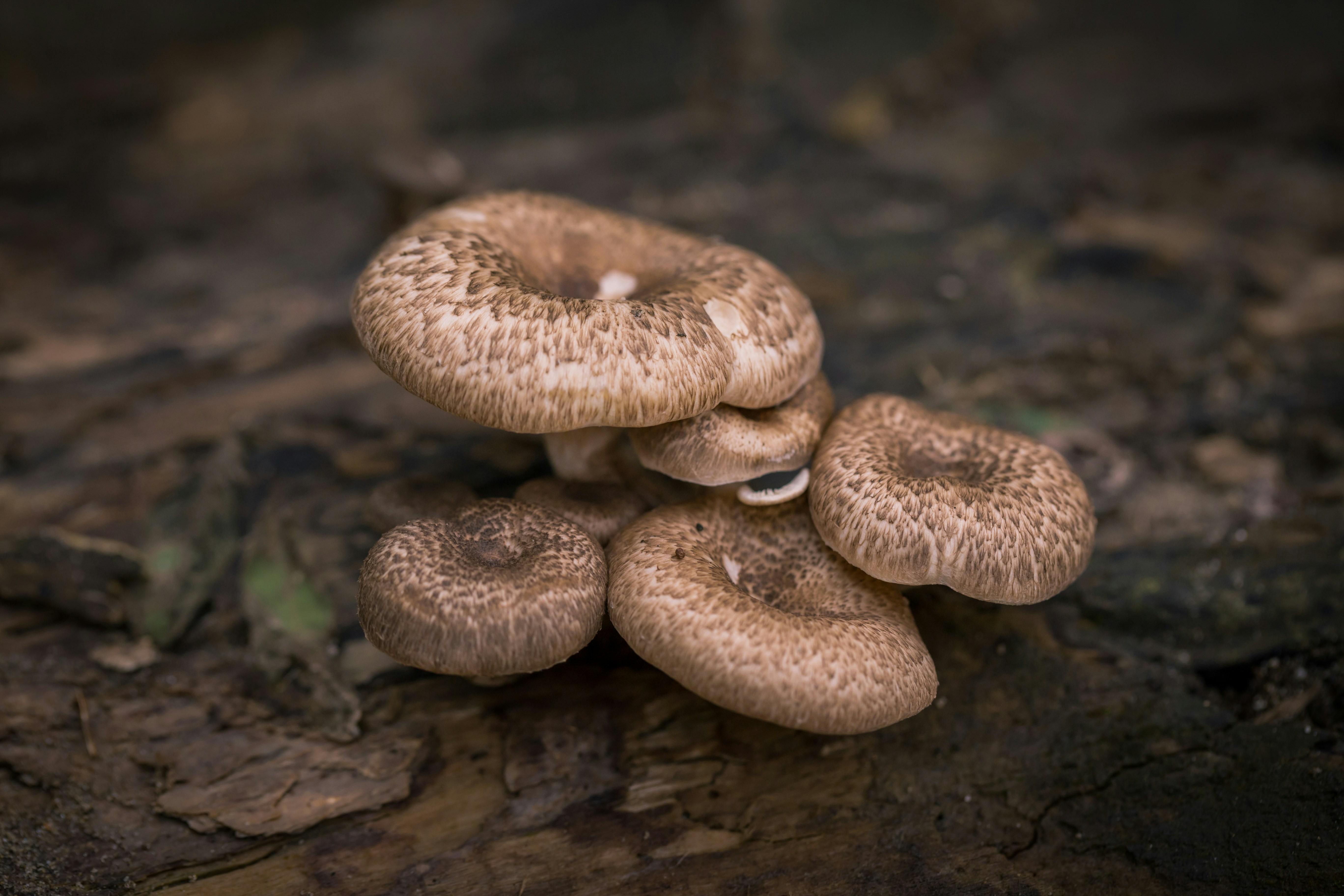 a group of mushrooms sitting on the ground