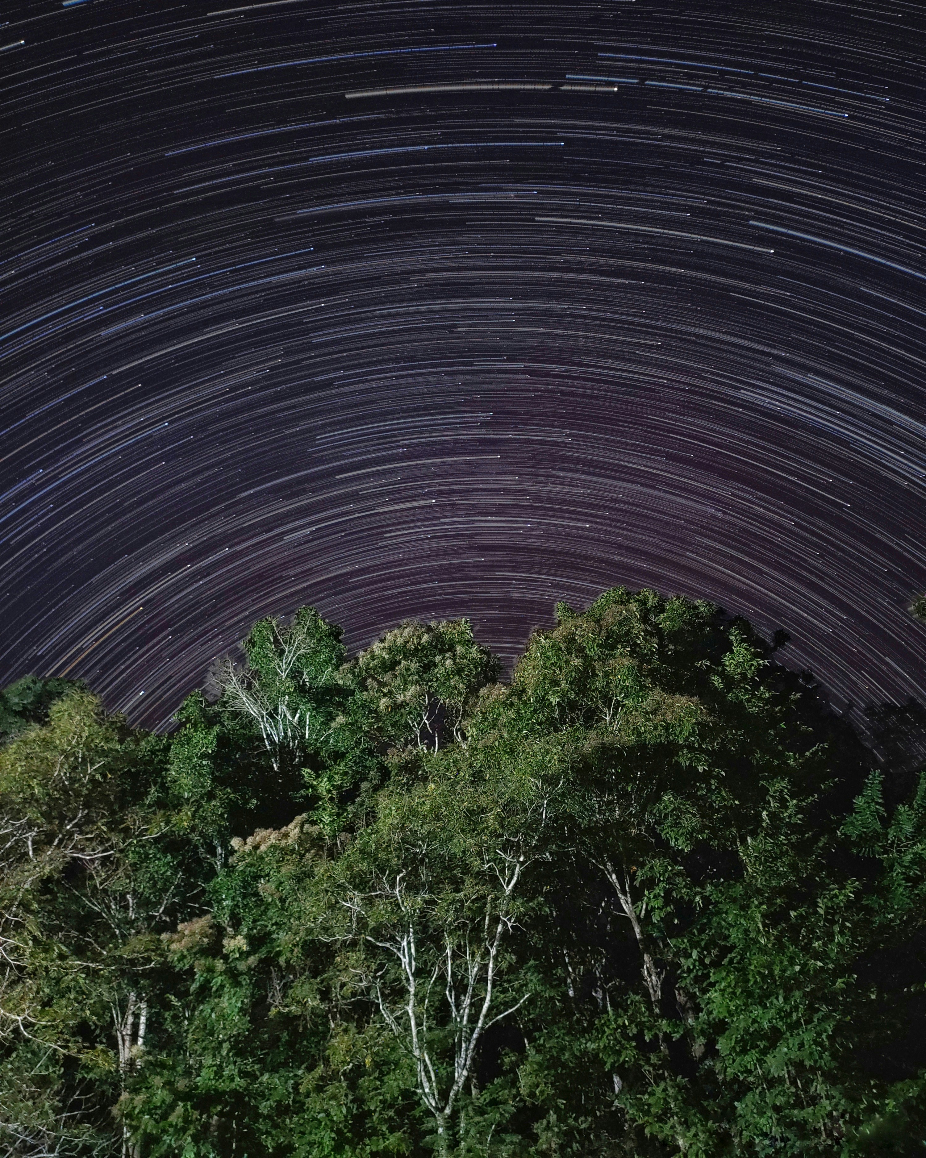 Star Spiral Over the Canopy: Night Sky Circles Above a Quiet Forest