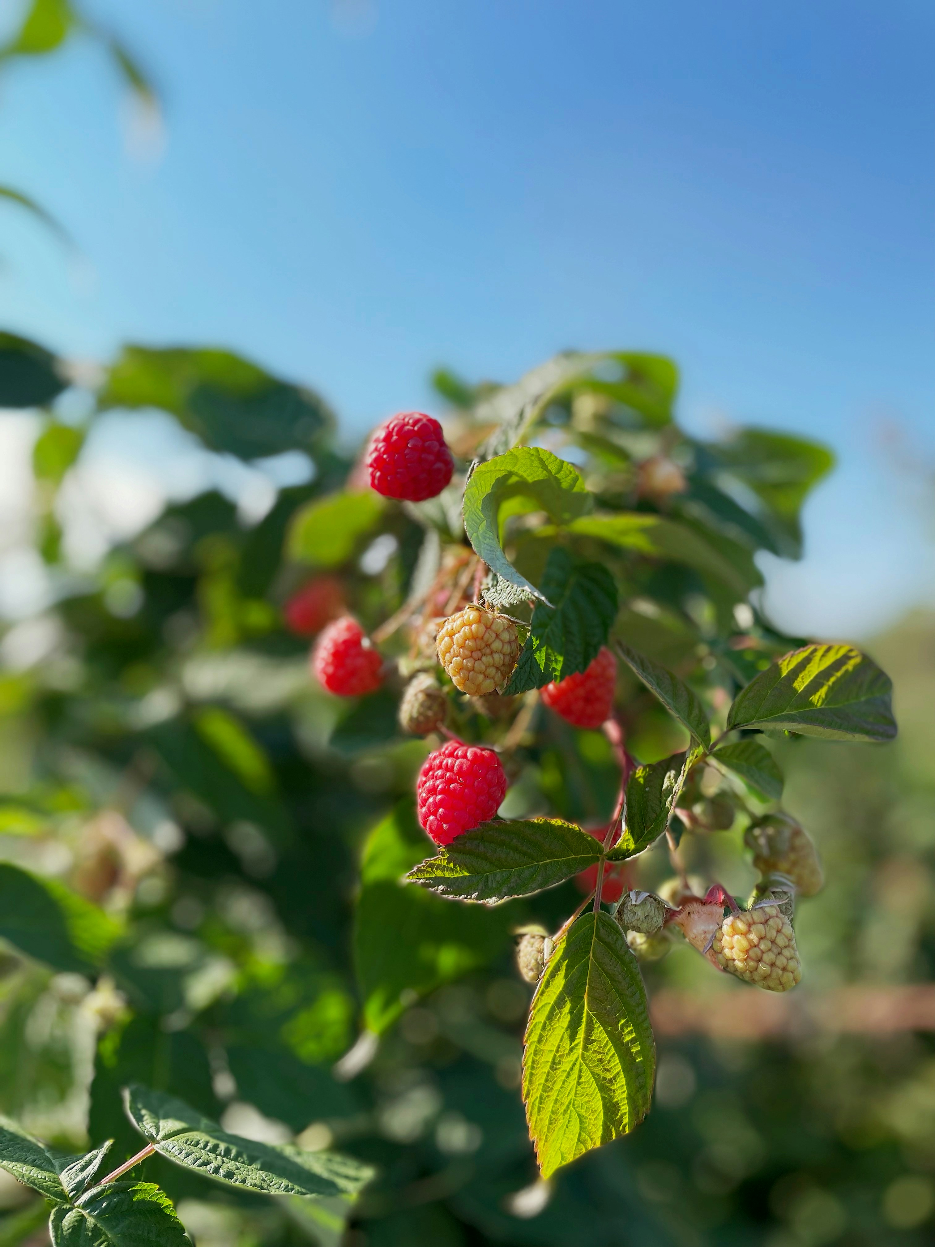 Raspberries growing on a tree in a field photo – Free Raspberry Image ...