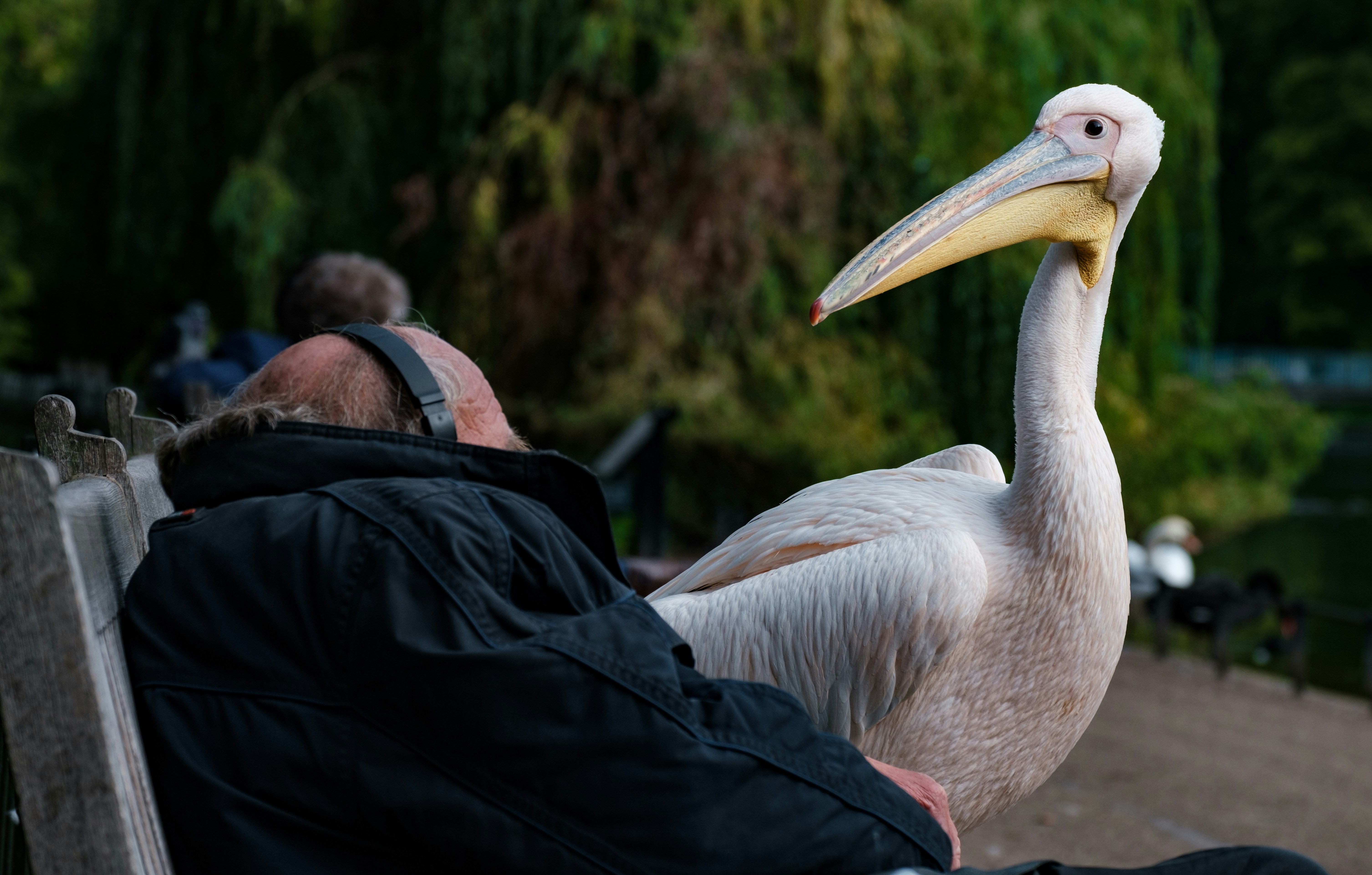 Beak Over Bench: A Park Pelican's Quiet Gaze