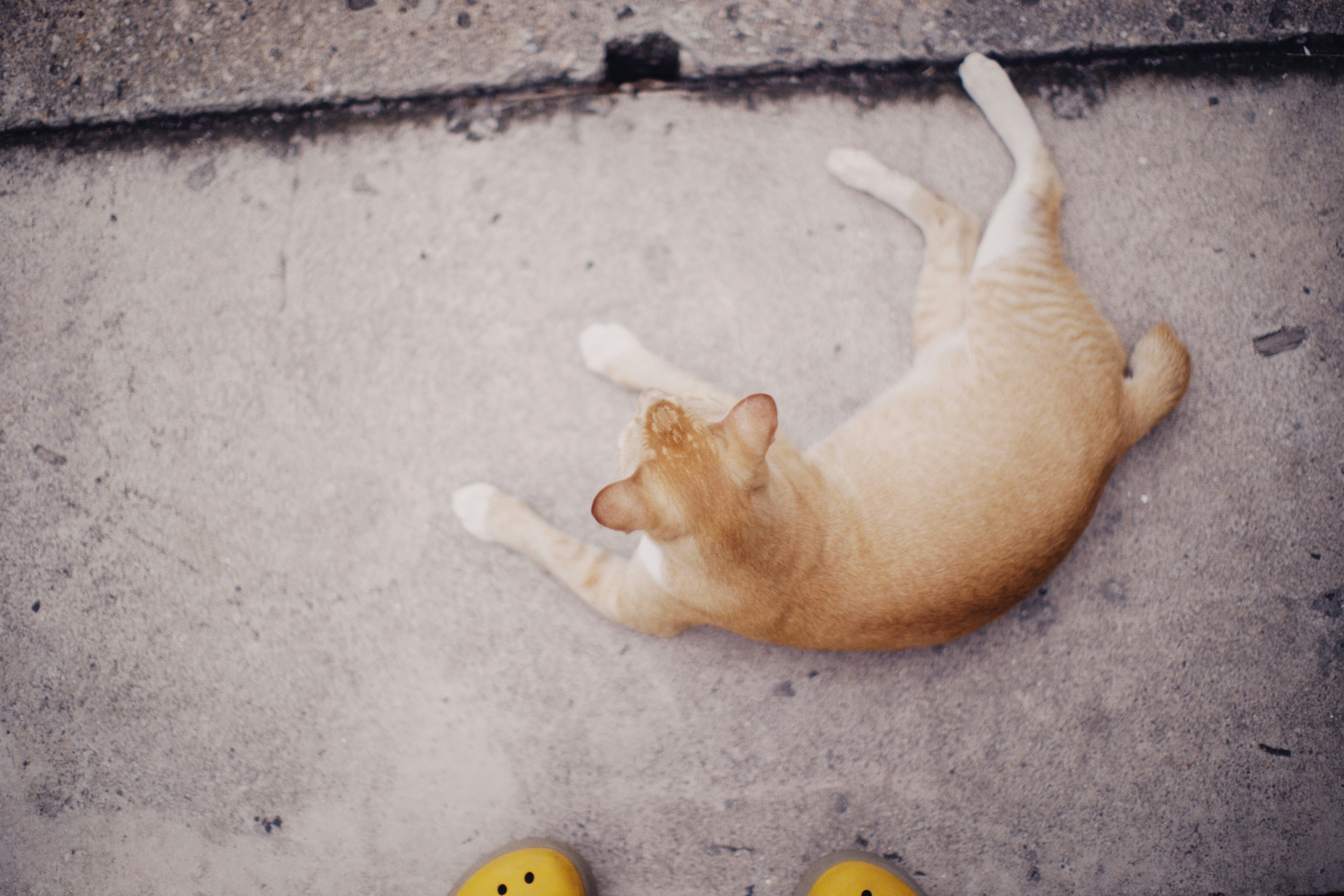 a cat laying on the ground next to a pair of yellow shoes