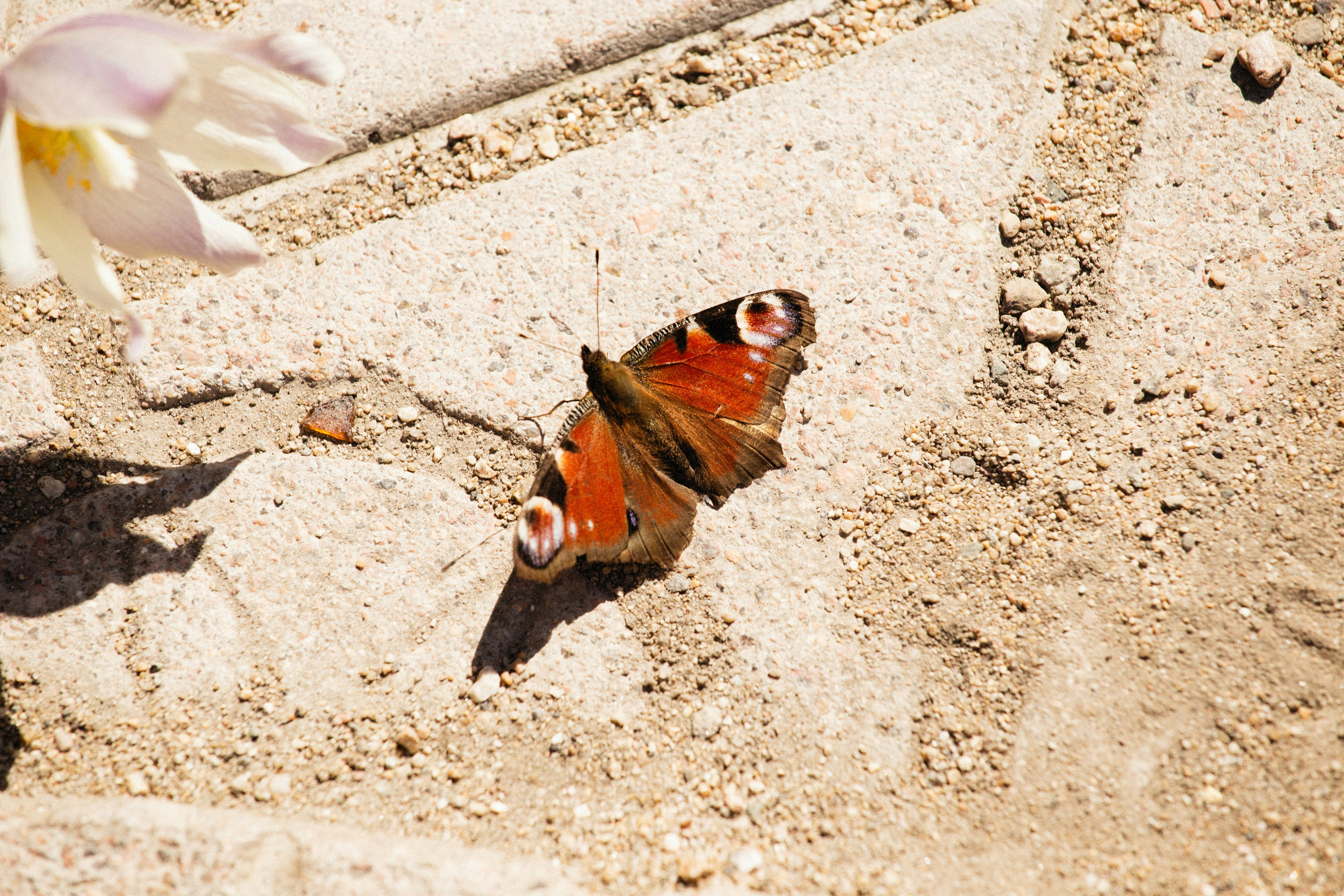 A vibrant butterfly rests on a textured surface, surrounded by natural elements. The intricate patterns on its wings contrast with the earthy backdrop.