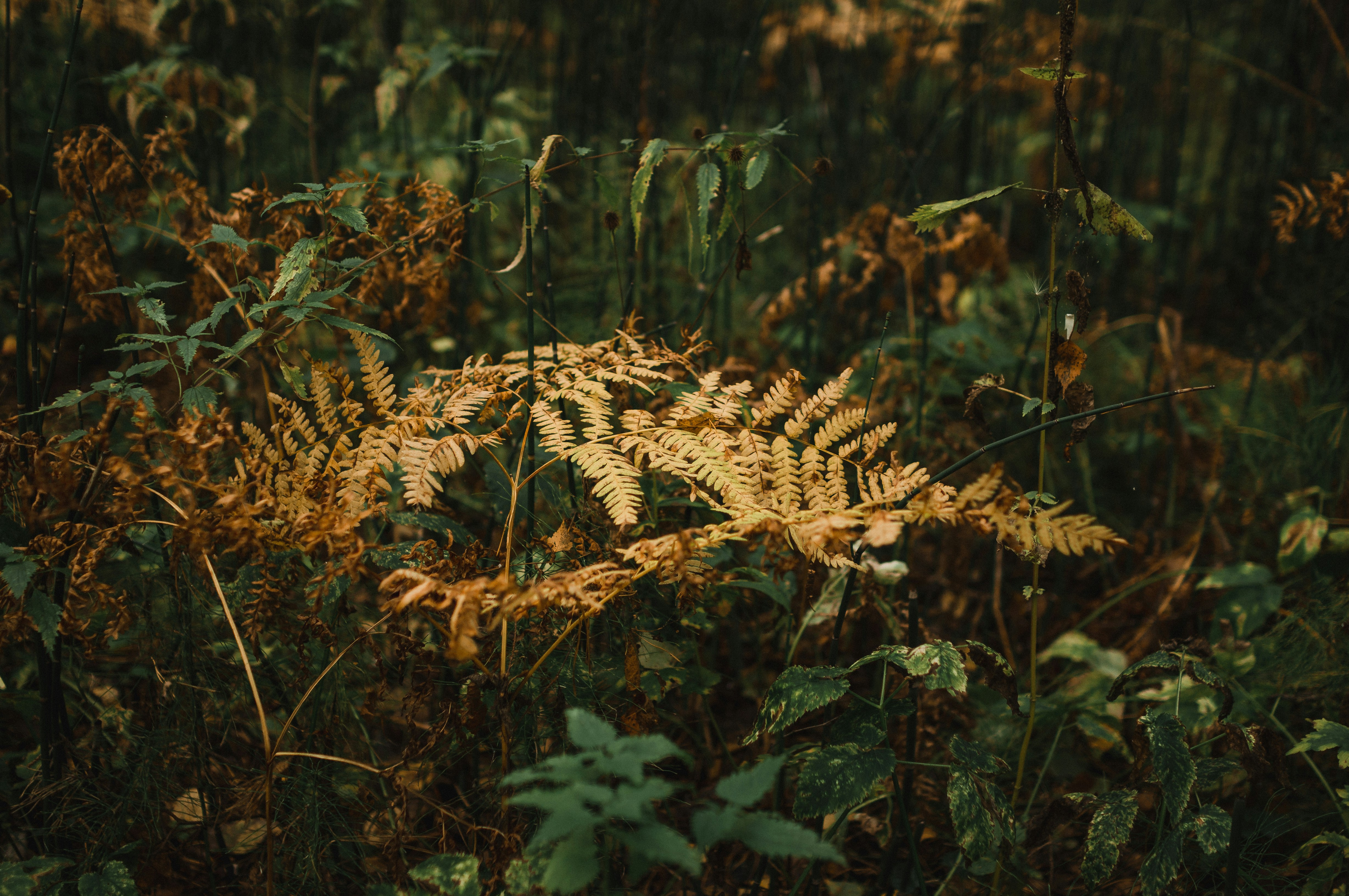 Amber Fronds in a Shadowed Woodland Understory