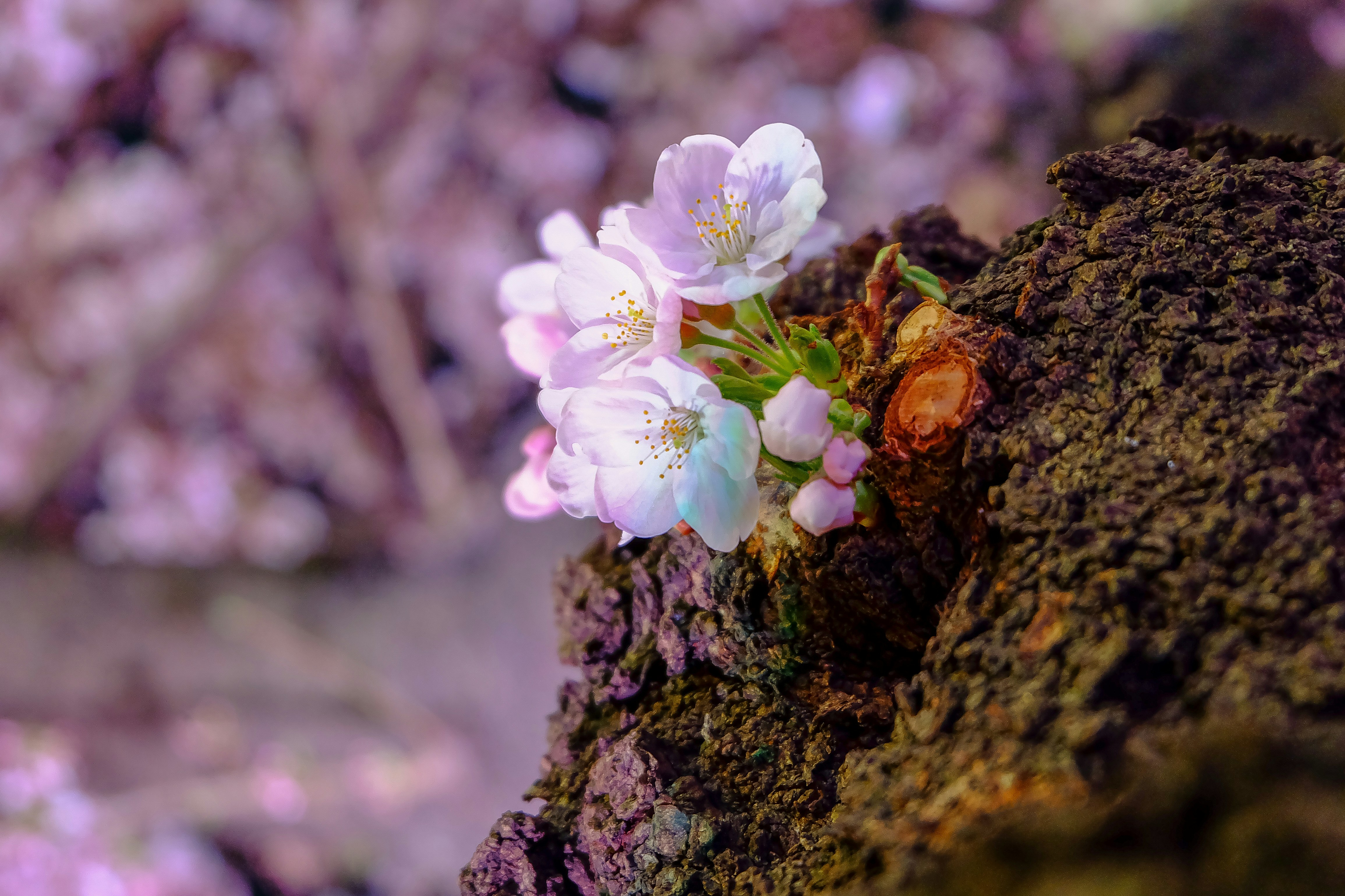 Delicate cherry blossoms emerging from rugged bark, symbolizing nature's tenacity in a vibrant setting.