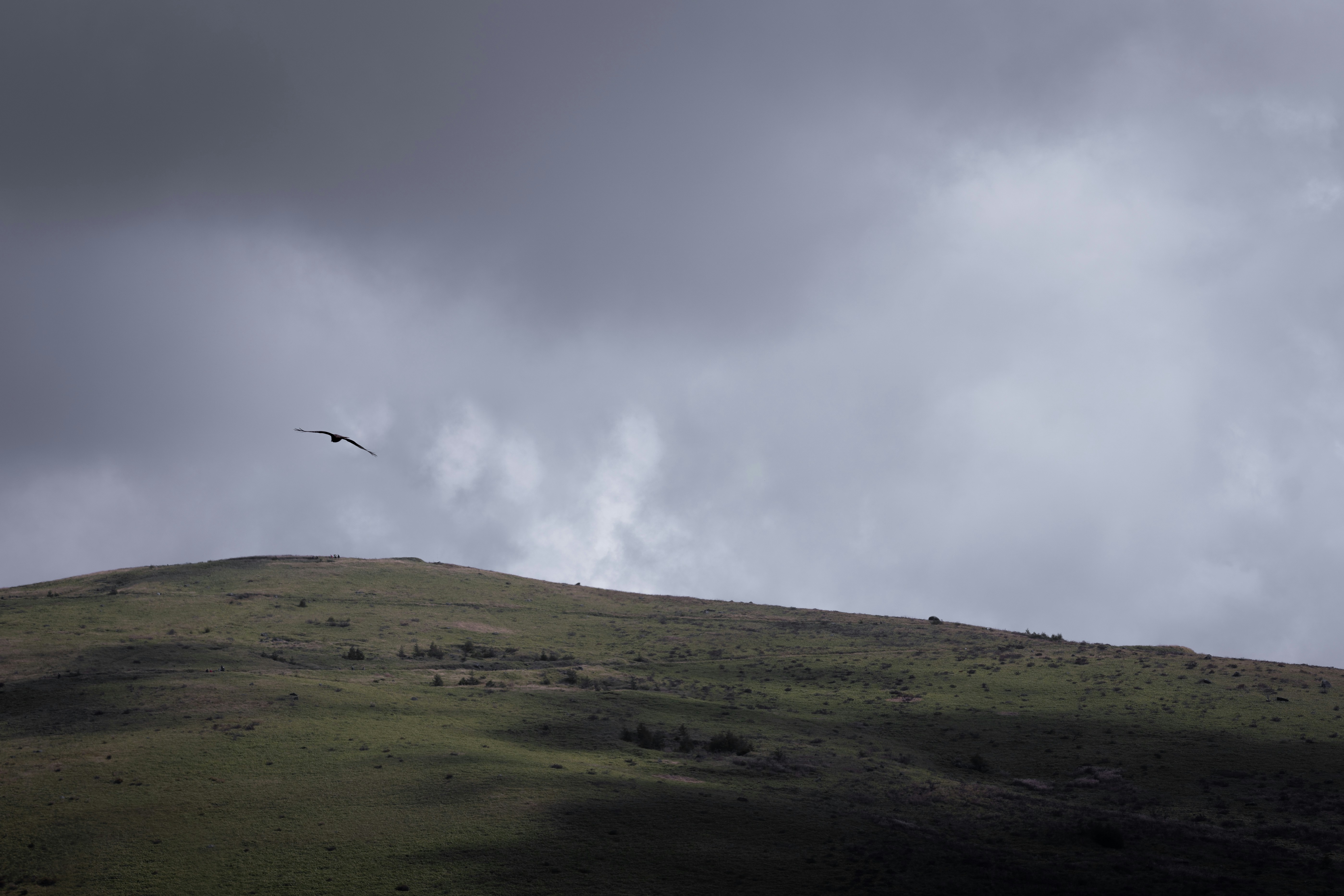 Winged Drift Over the Moor: A Lone Gull Against a Brooding Sky