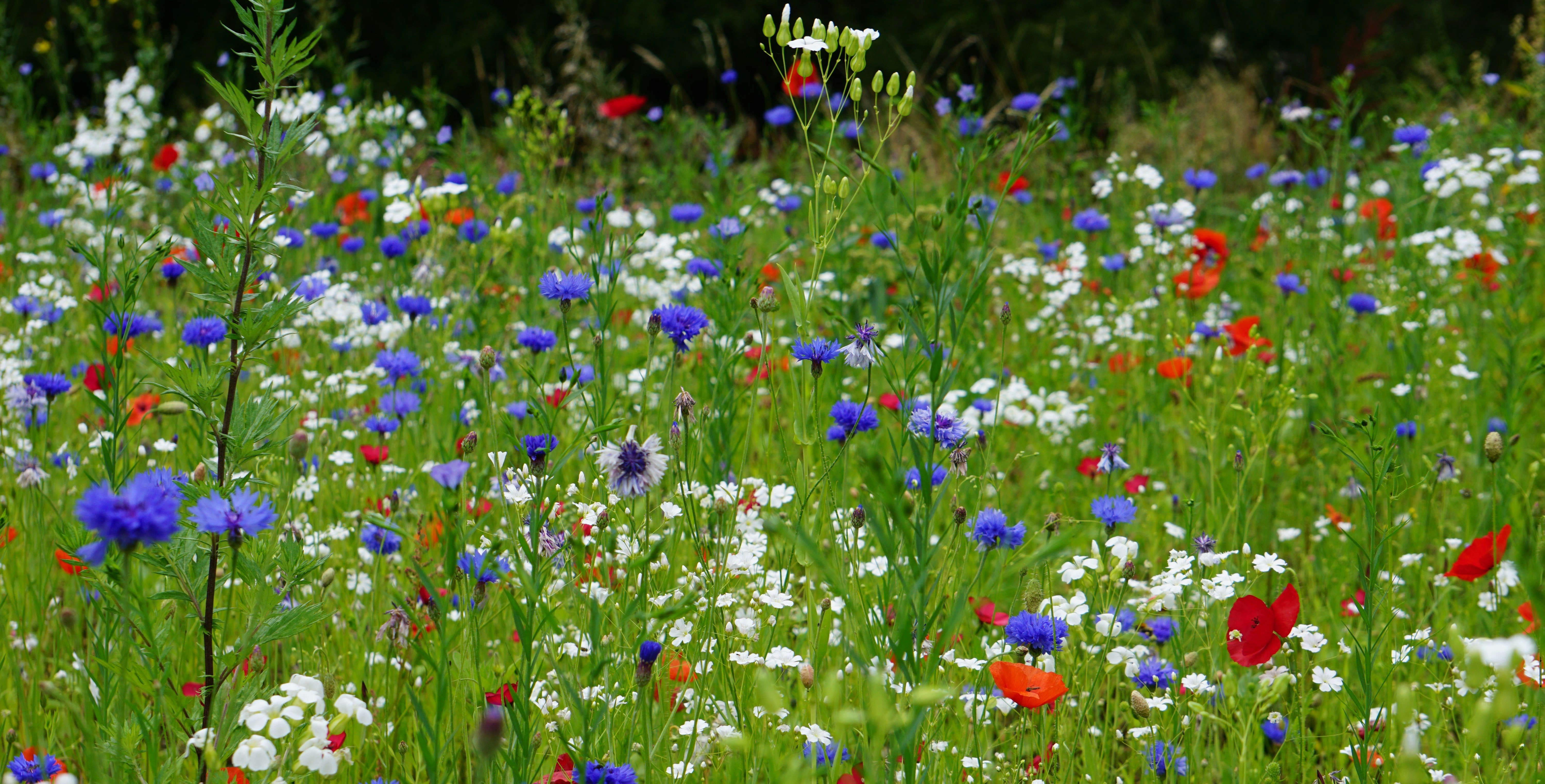 A field full of wildflowers and other flowers photo – Free Rhs garden ...