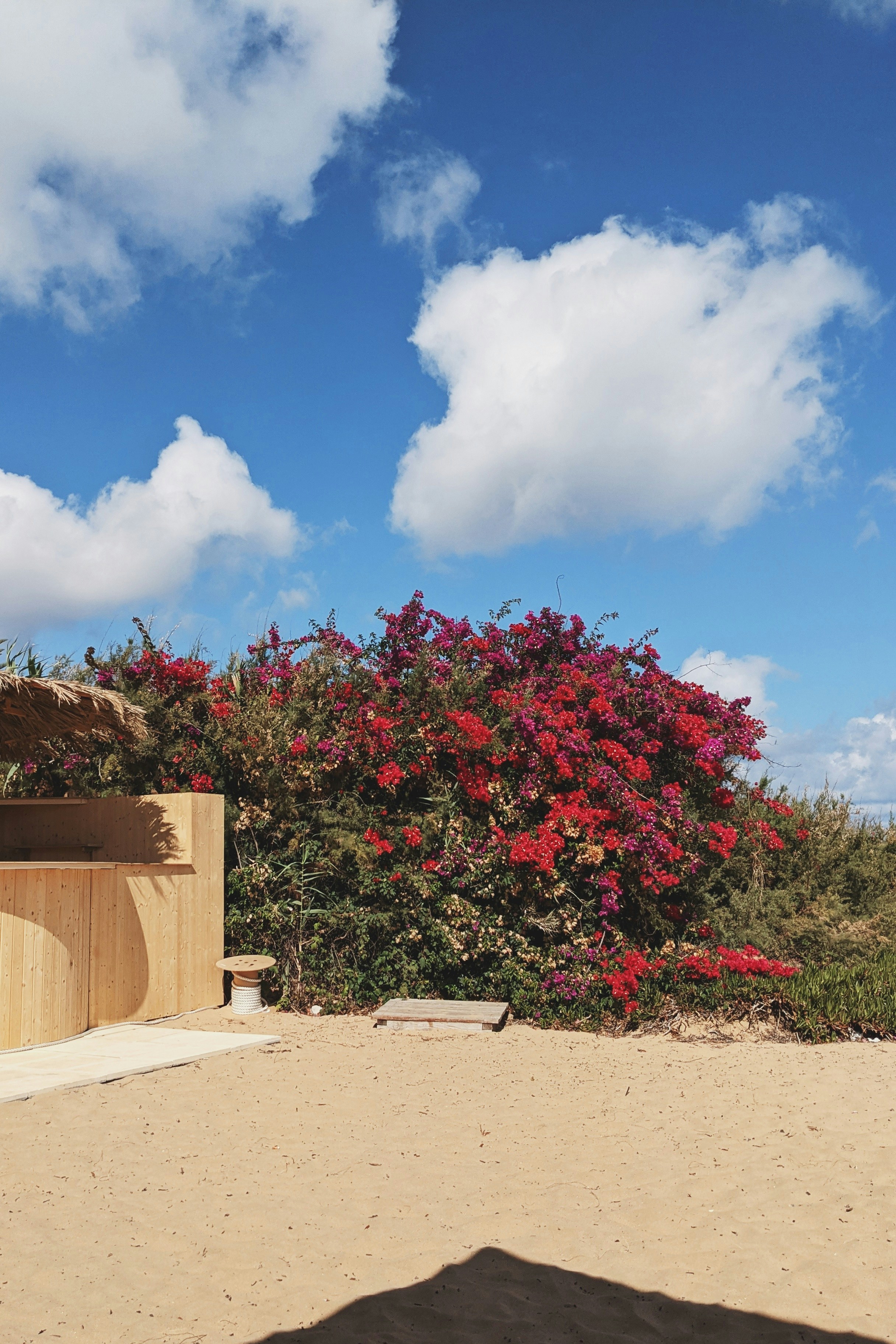 Crimson Bougainvillea Framing a Sunlit Beach