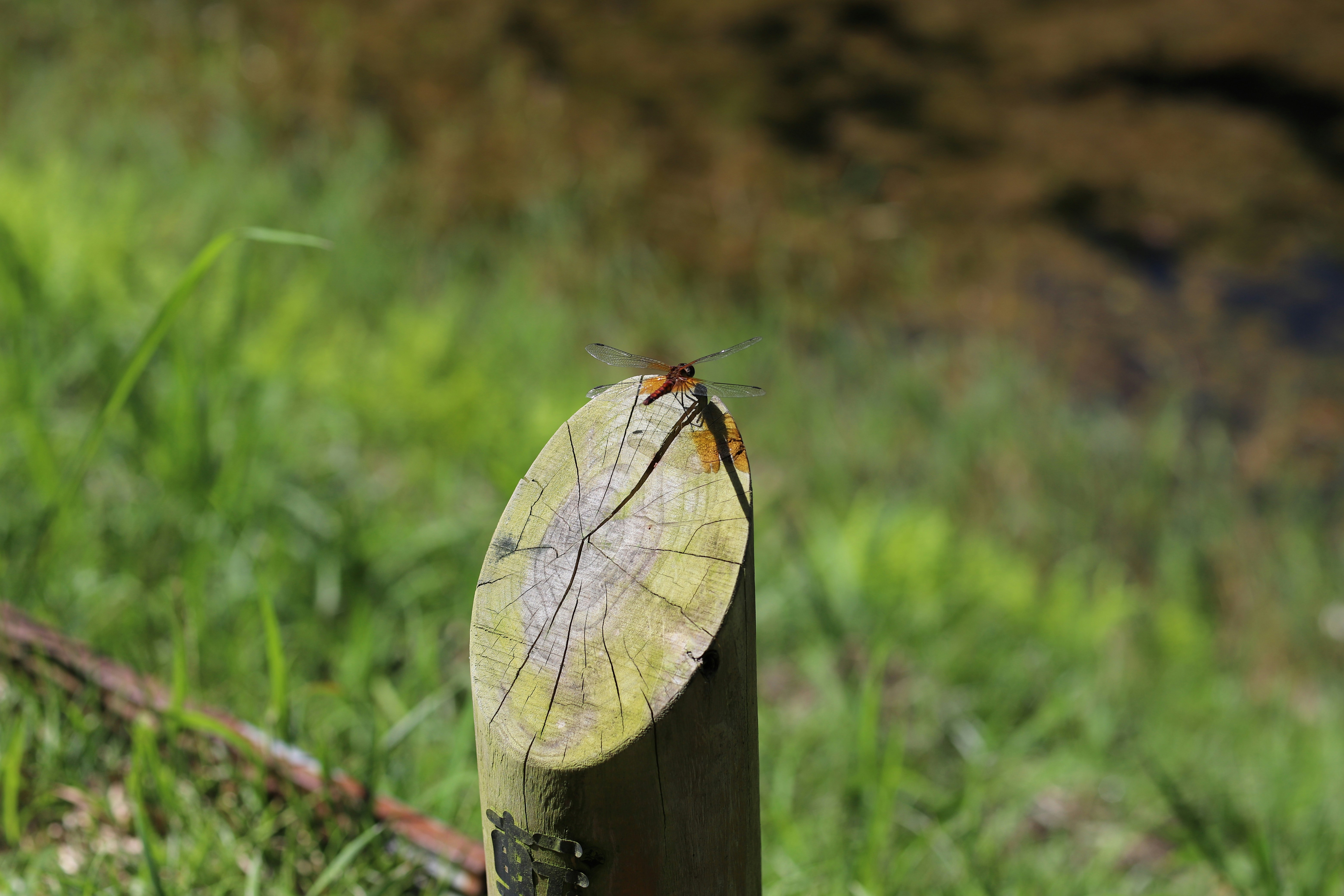 Dragonfly Sentinel: a sunlit perch on weathered wood