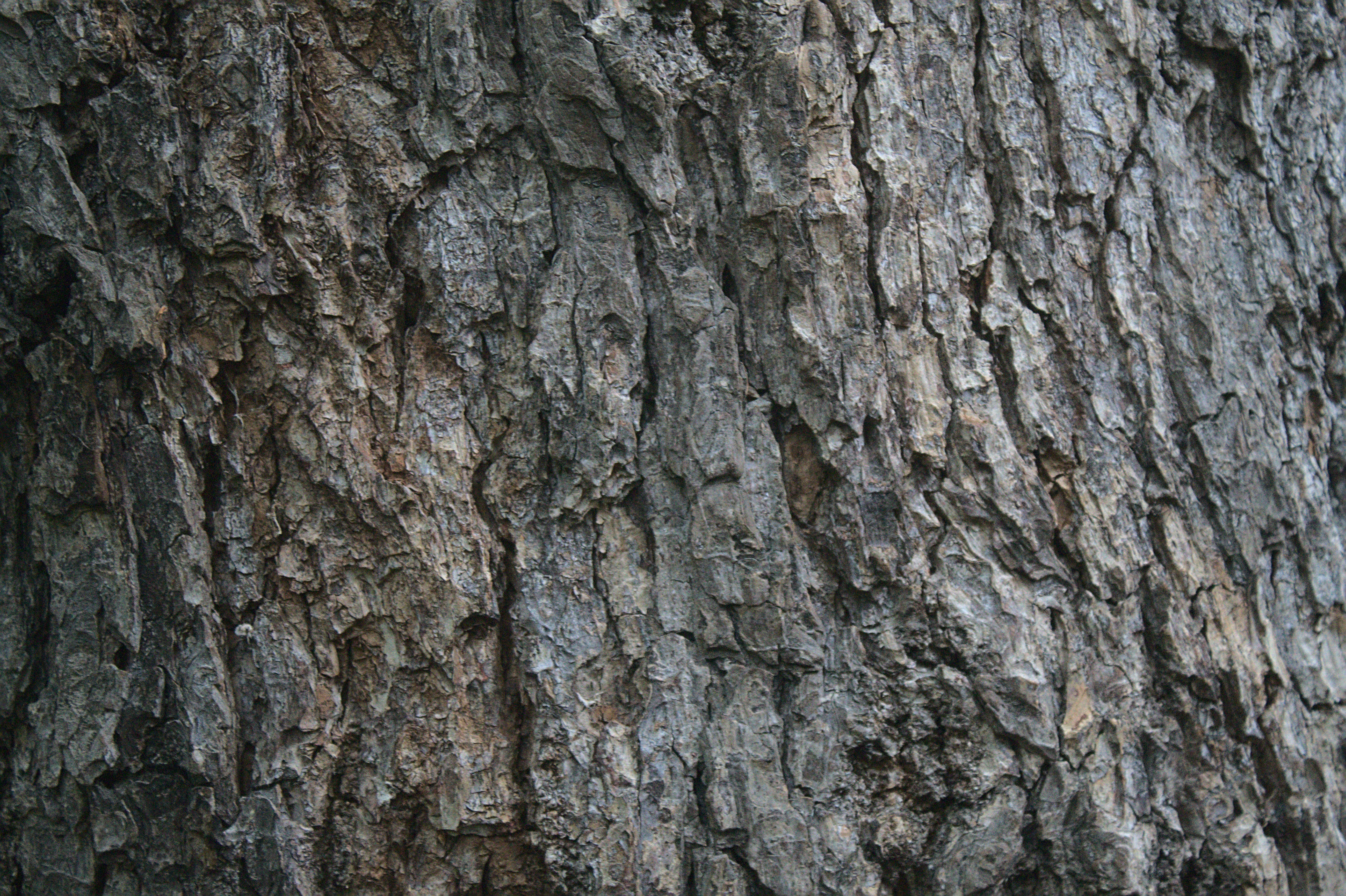 Close-up of a tree bark showcasing intricate textures and natural patterns.