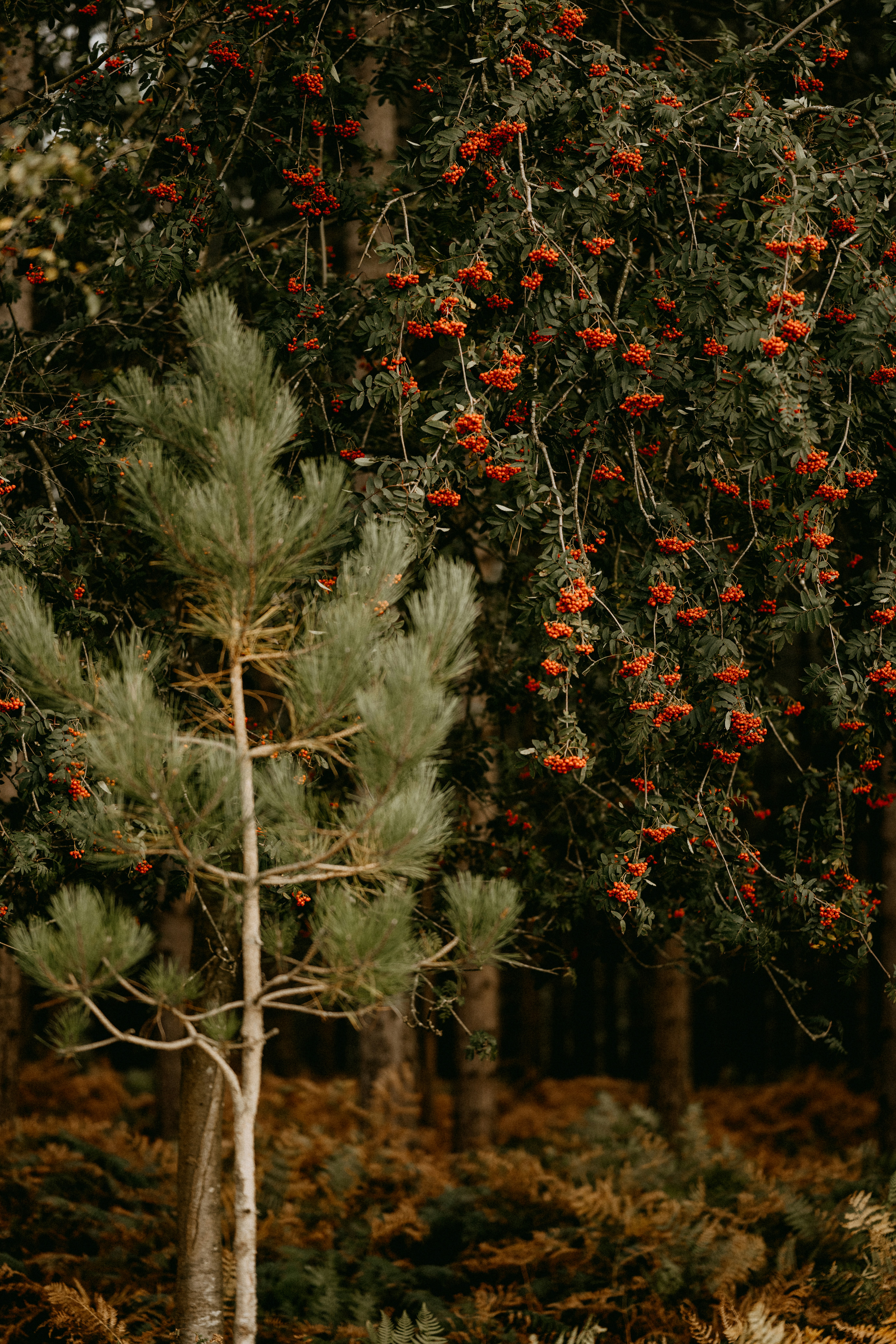 A pine tree with red berries on it photo – Free Trees Image on Unsplash