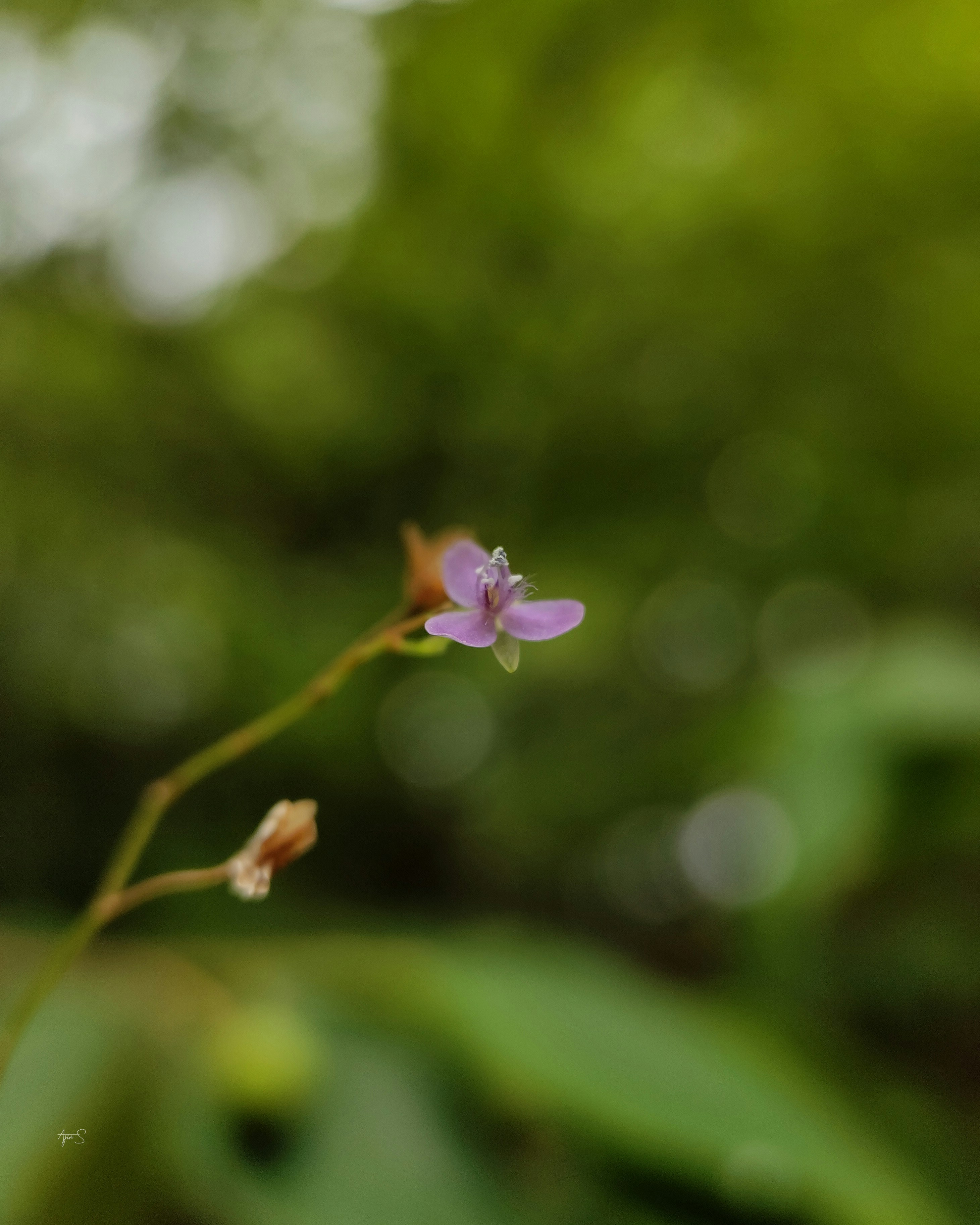 Ajin S (@stiflerjunior) | Unsplash Photo Community